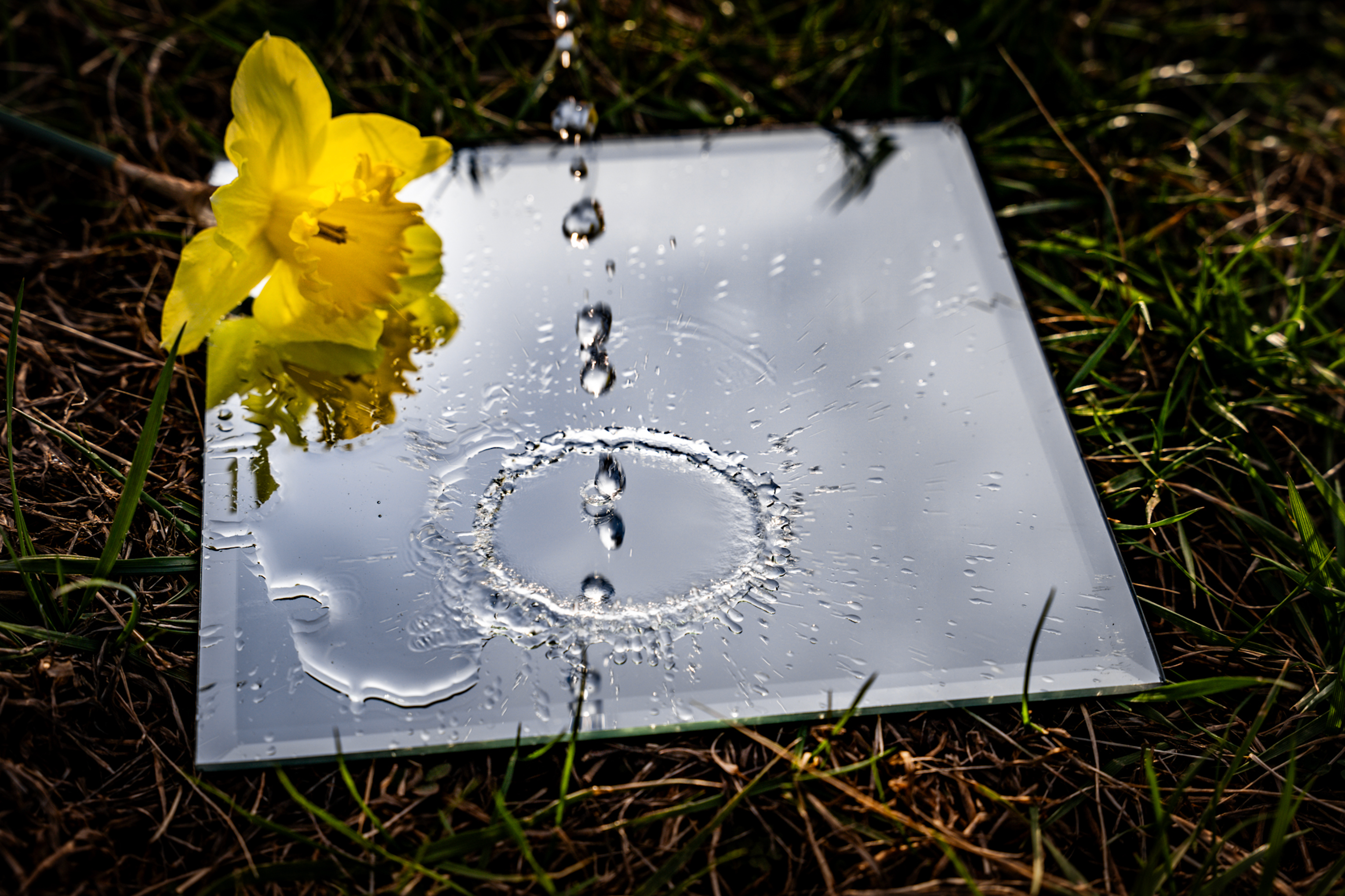 Raindrops Falling Down on Glass with Flower · Free Stock Photo