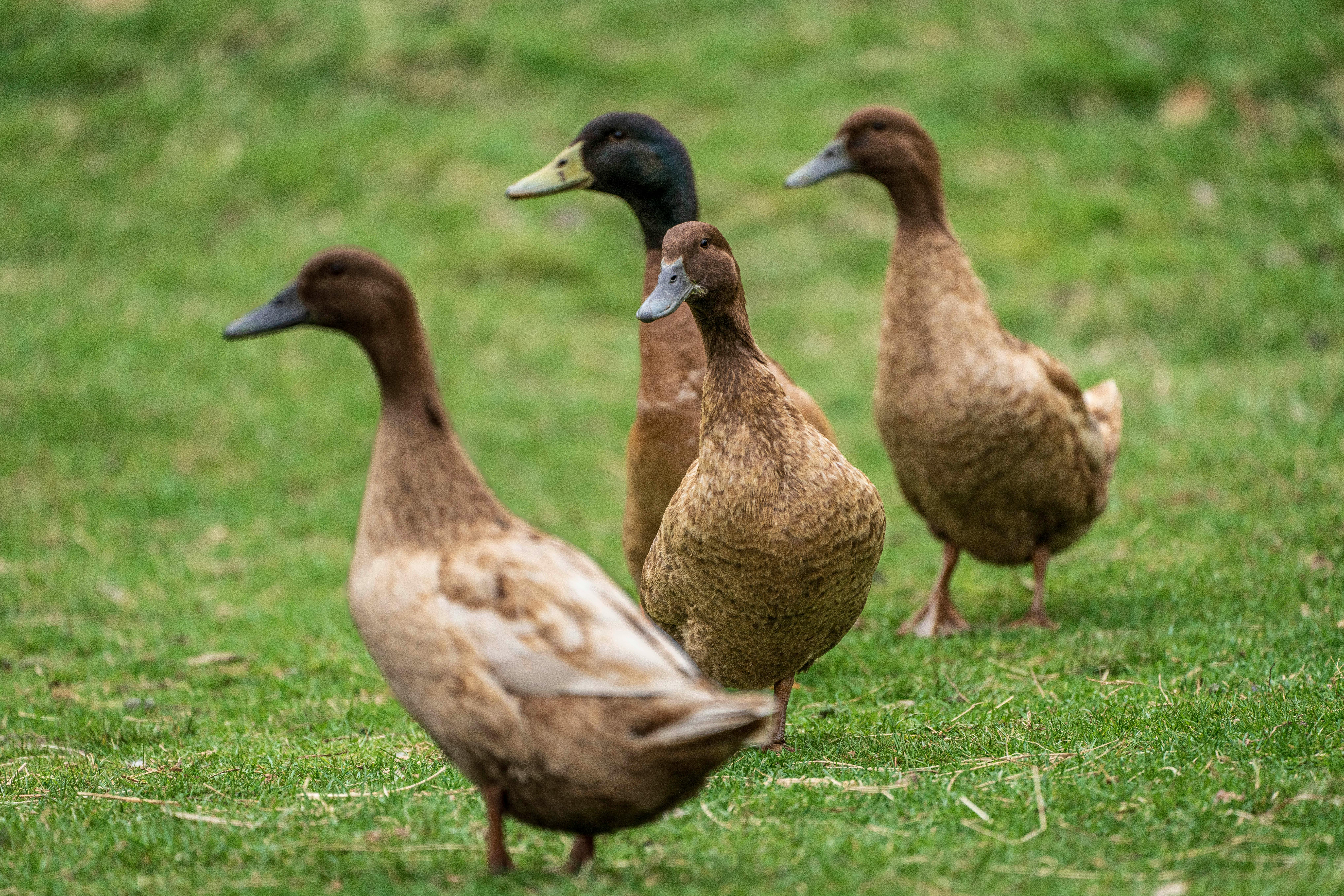 Ducks on Grass · Free Stock Photo