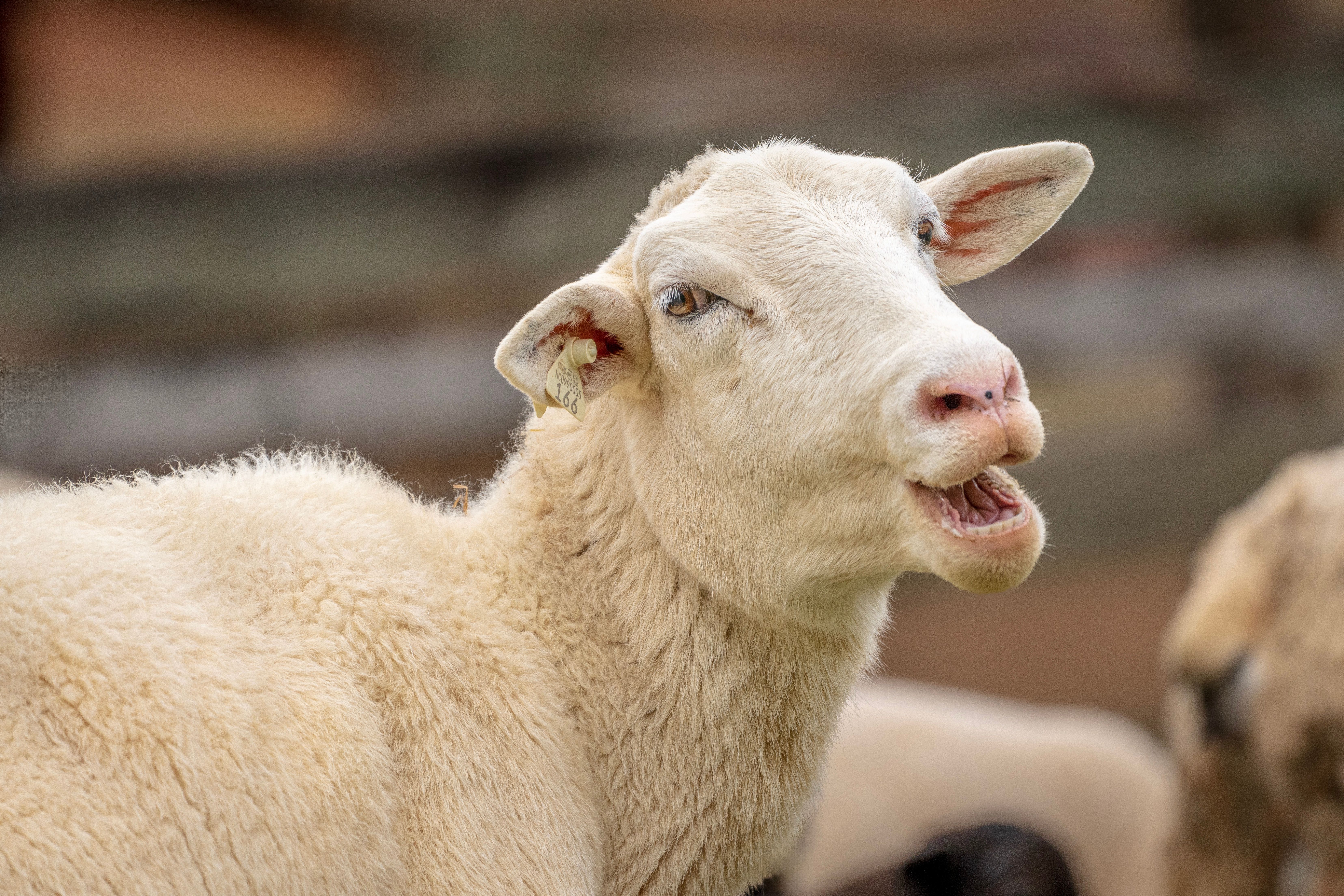A sheep with its mouth open and another sheep standing next to it ...