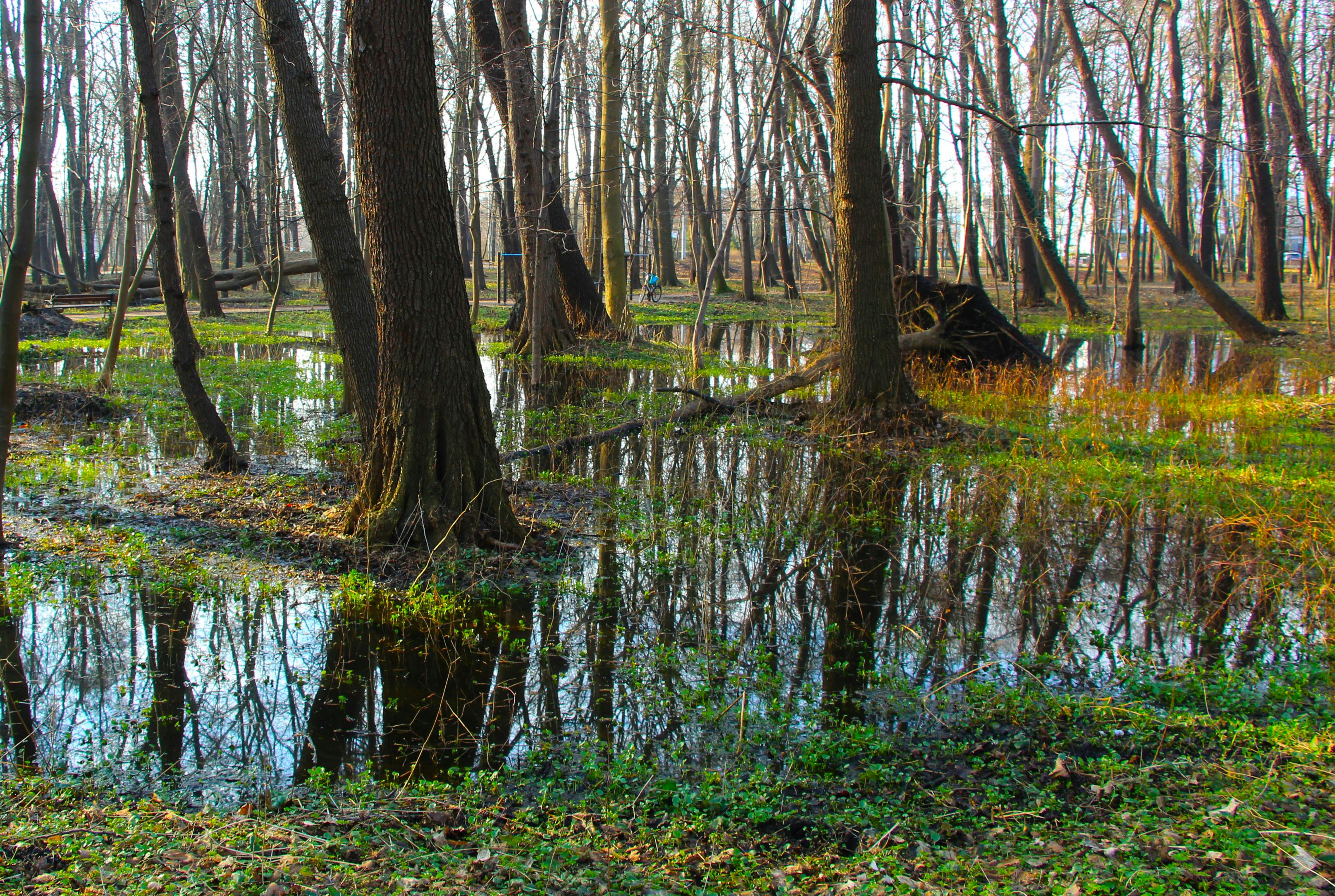 Water on Swamp in Forest · Free Stock Photo