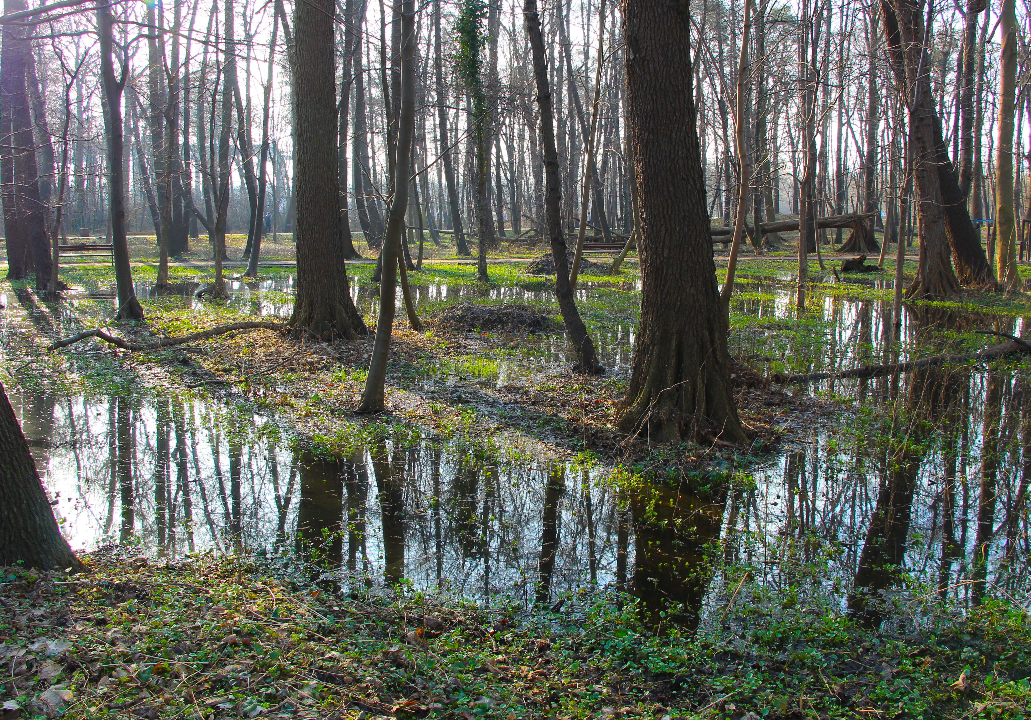 Water among Trees on Swamp · Free Stock Photo