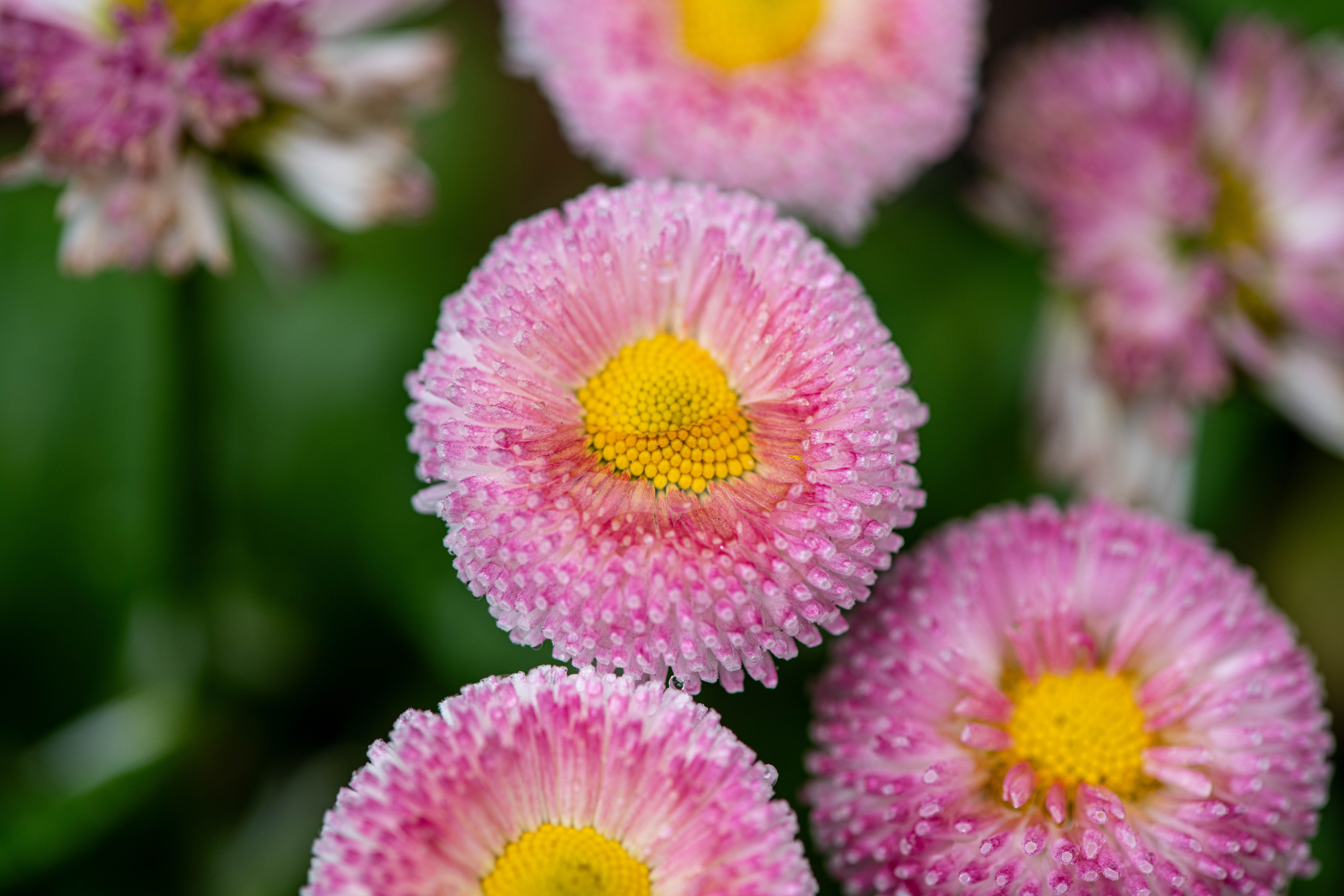 Purple Cluster Petal Flower · Free Stock Photo
