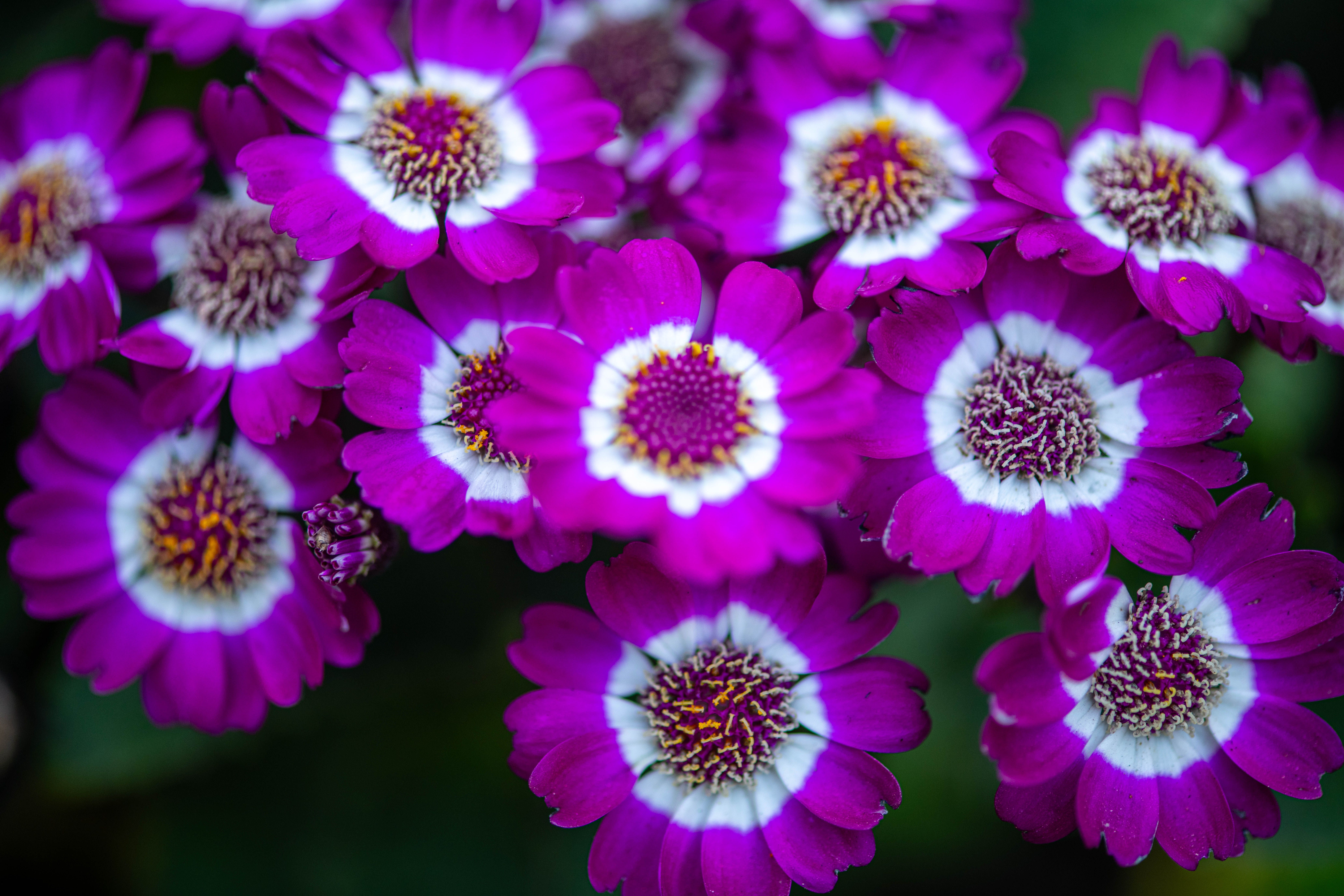 Bright Purple Flowers