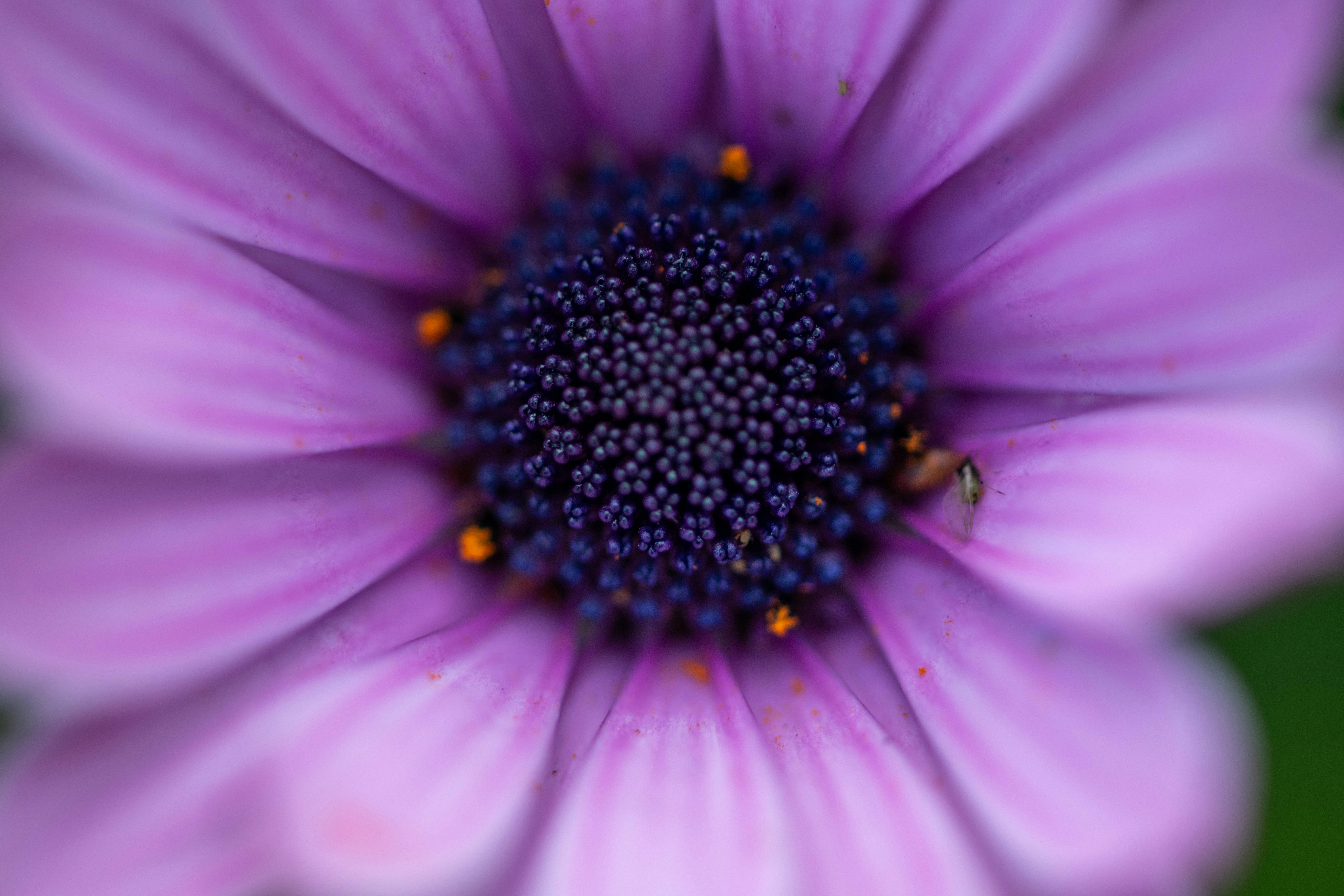 White Multipetal Flower · Free Stock Photo