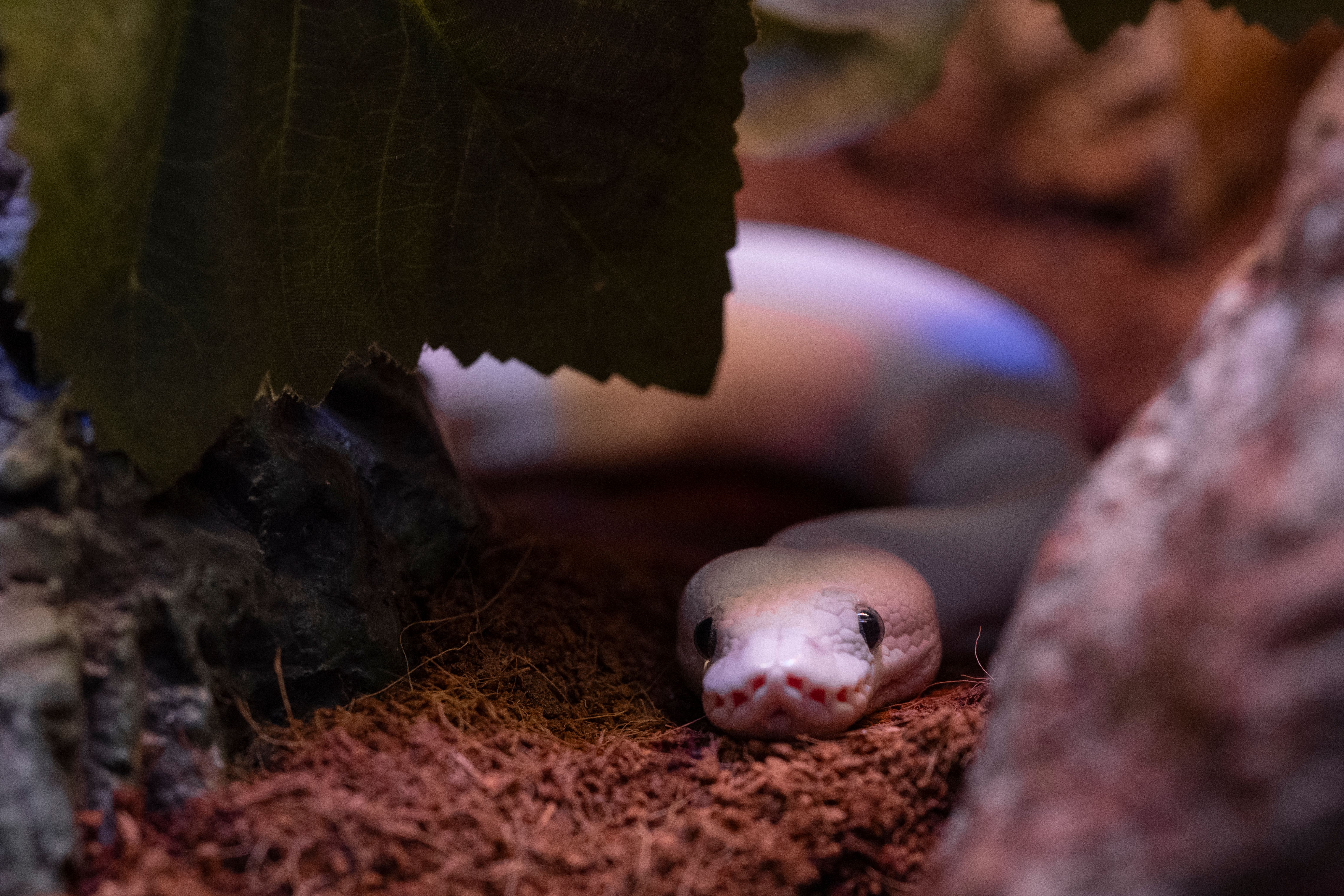 Snake on Ground · Free Stock Photo