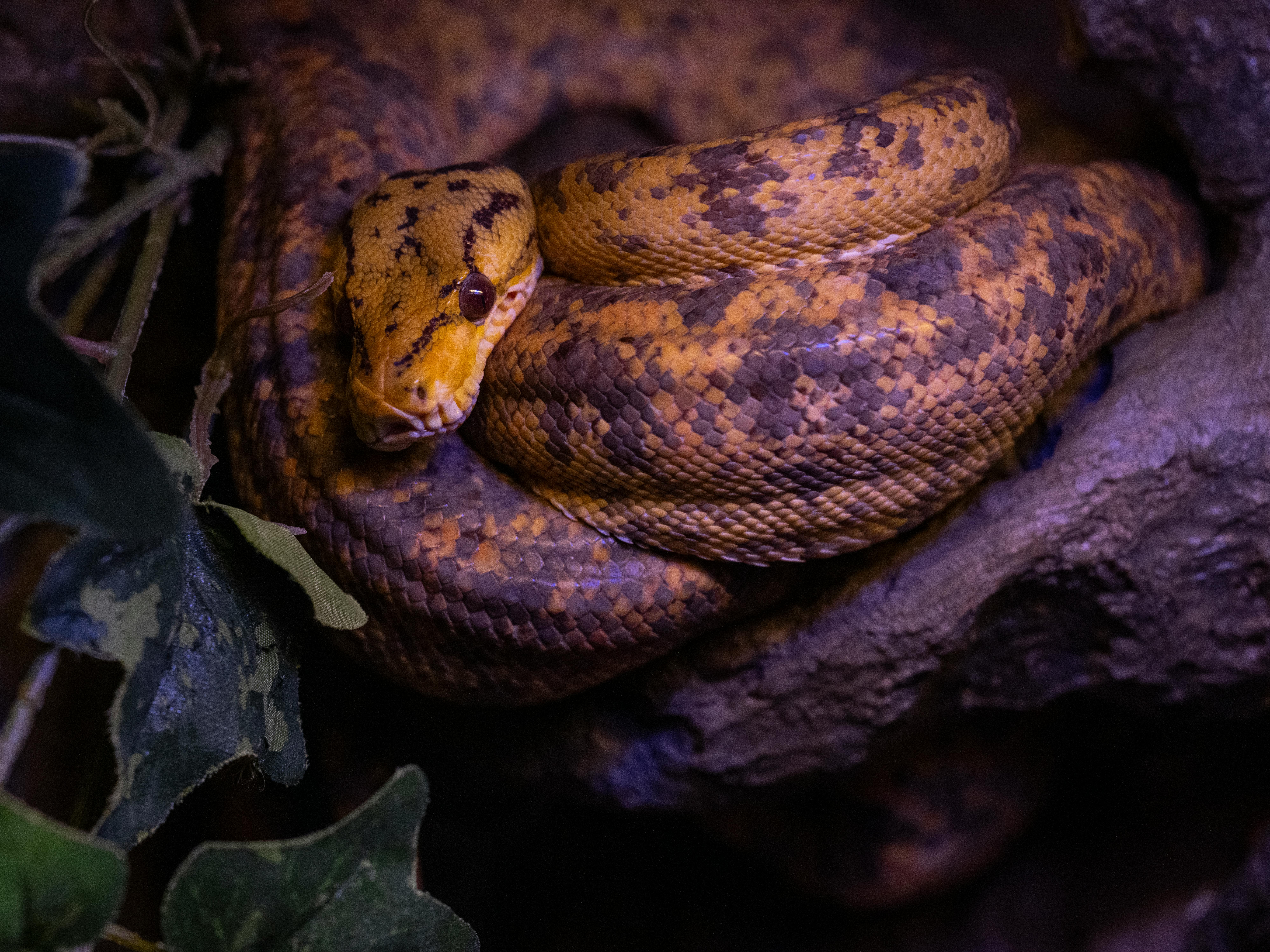 Close up of Python Snake · Free Stock Photo
