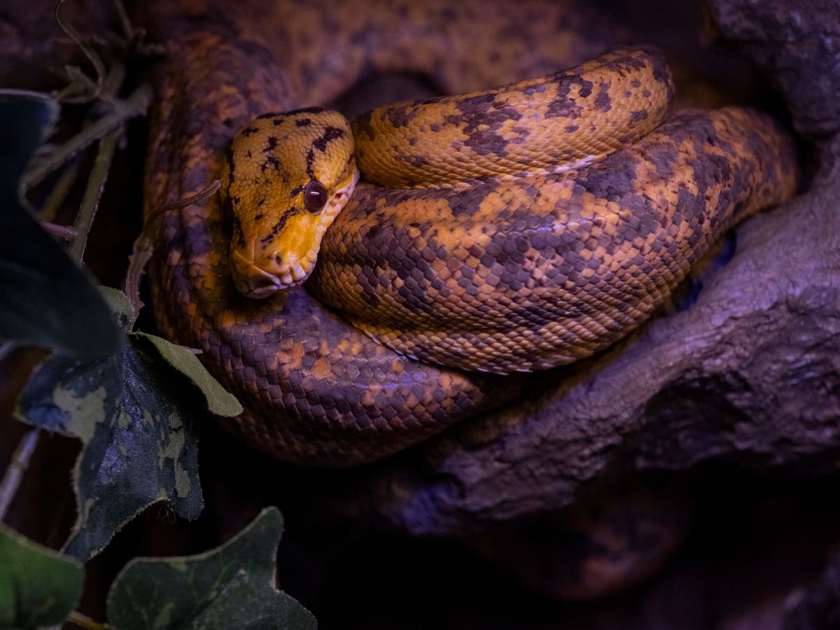 Coiled Snake Photos, Download The BEST Free Coiled Snake Stock Photos ...