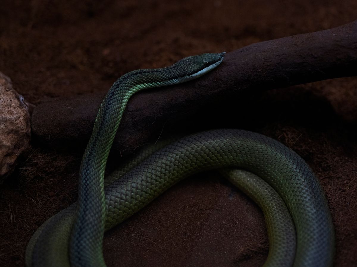 Titanoboa Snake Photos, Download The BEST Free Titanoboa Snake Stock ...