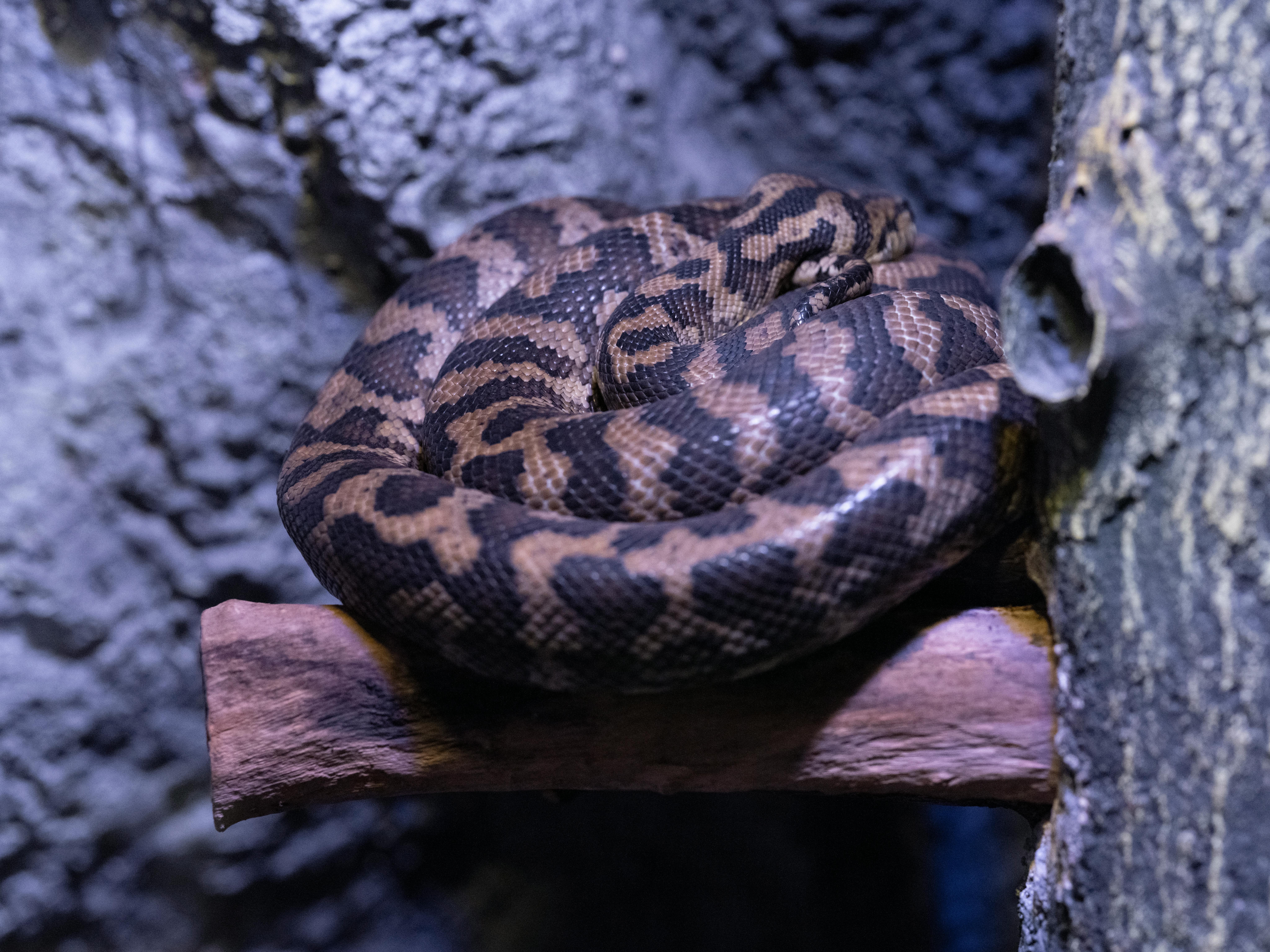 Close-up of a Snake Curled Up in a Terrarium · Free Stock Photo