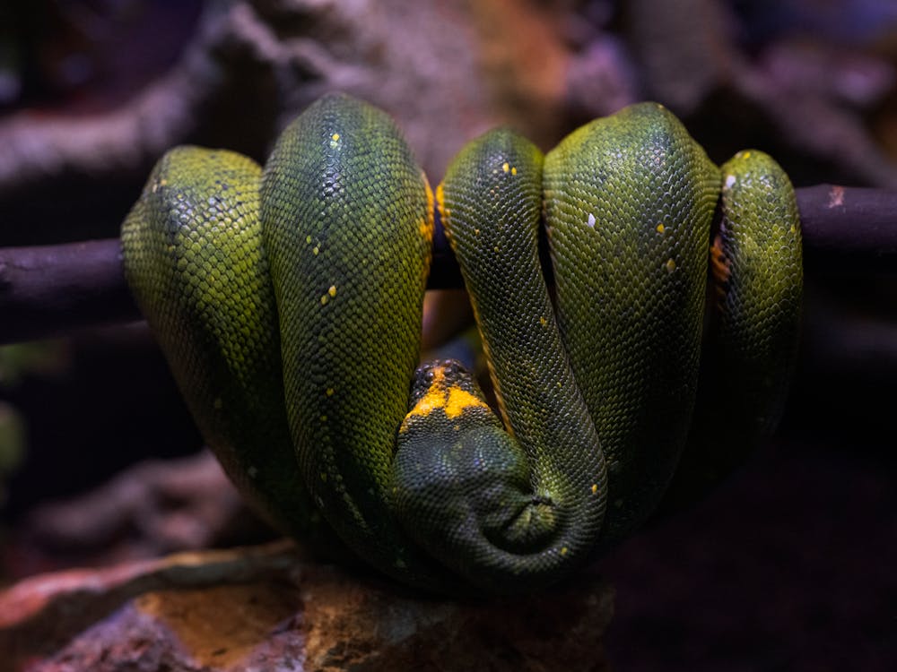 Green Tree Python · Free Stock Photo Green Tree Python · Free Stock Photo