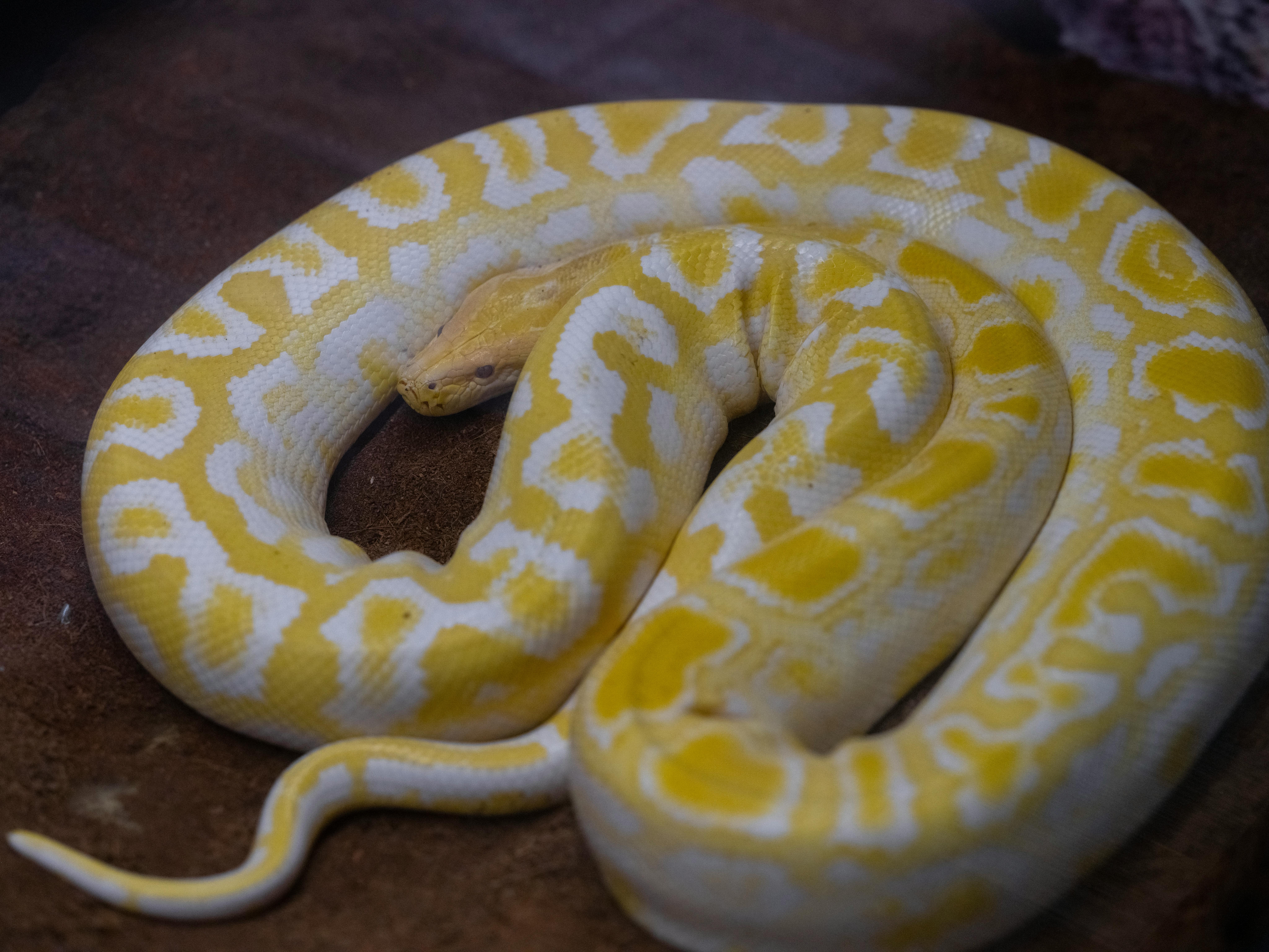 Foto profissional gratuita de a sangue frio, albino python, amarelo ...