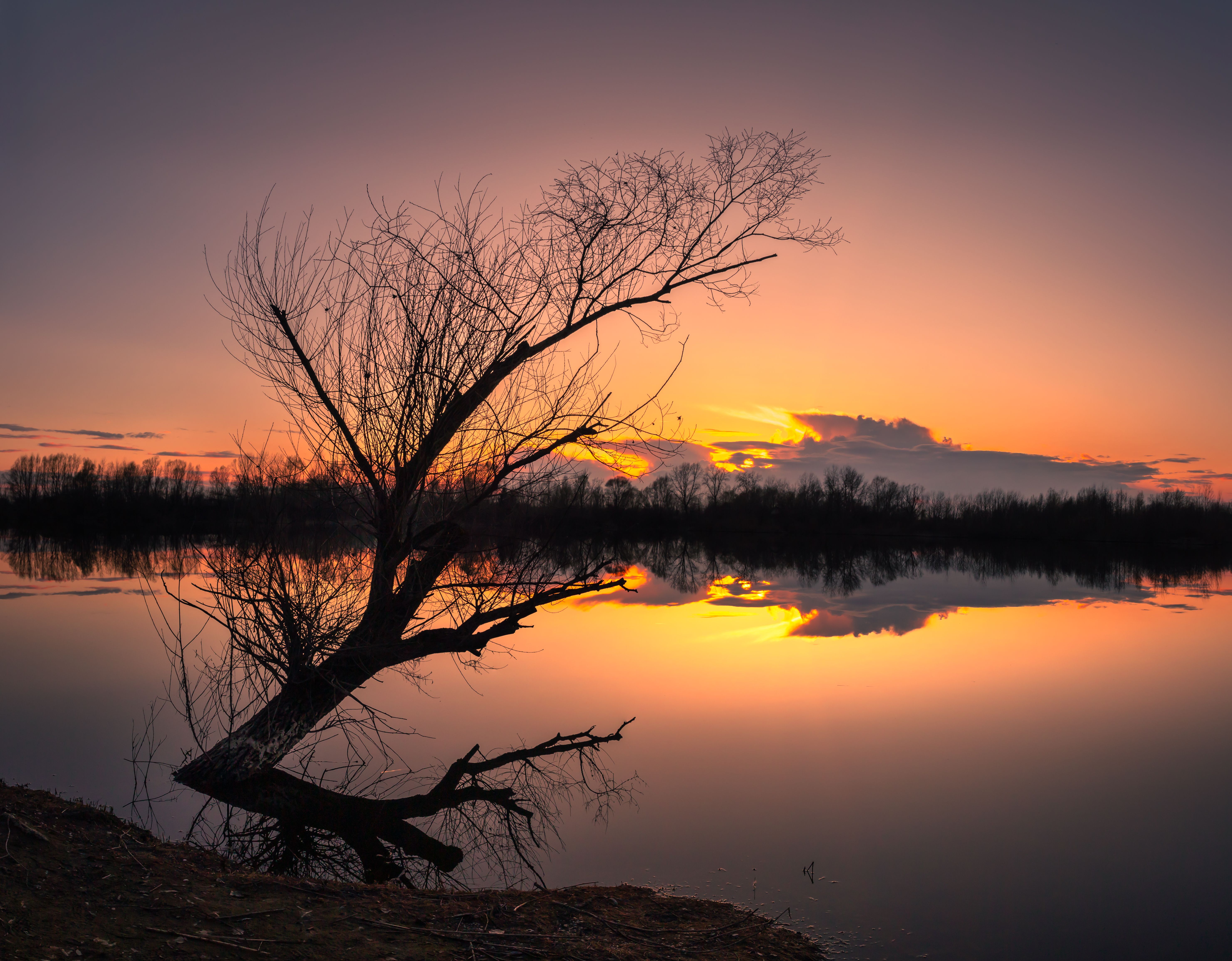 Bare Tree in Lake at Sunset · Free Stock Photo