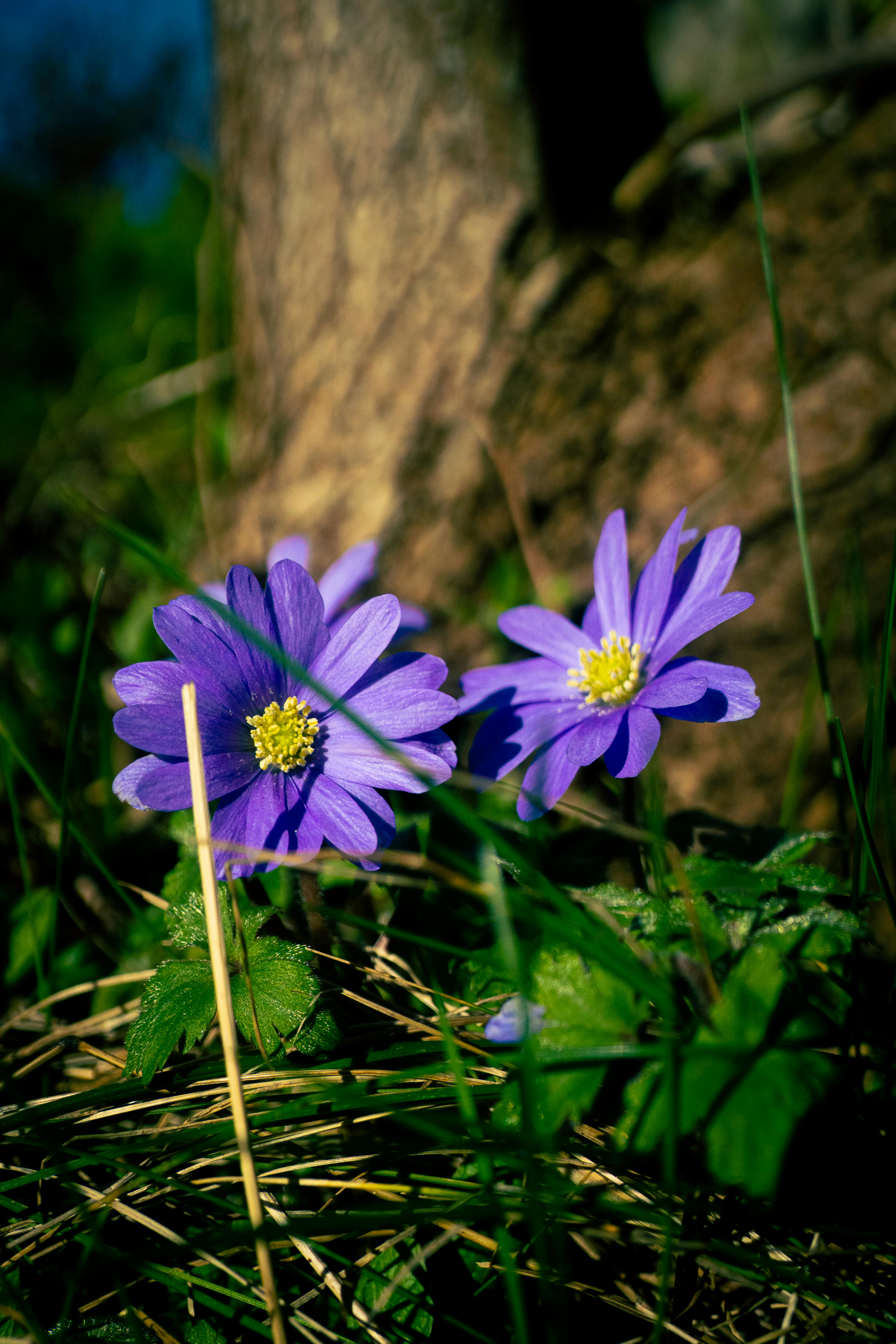 Purple Grecian Windflower Flowers · Free Stock Photo