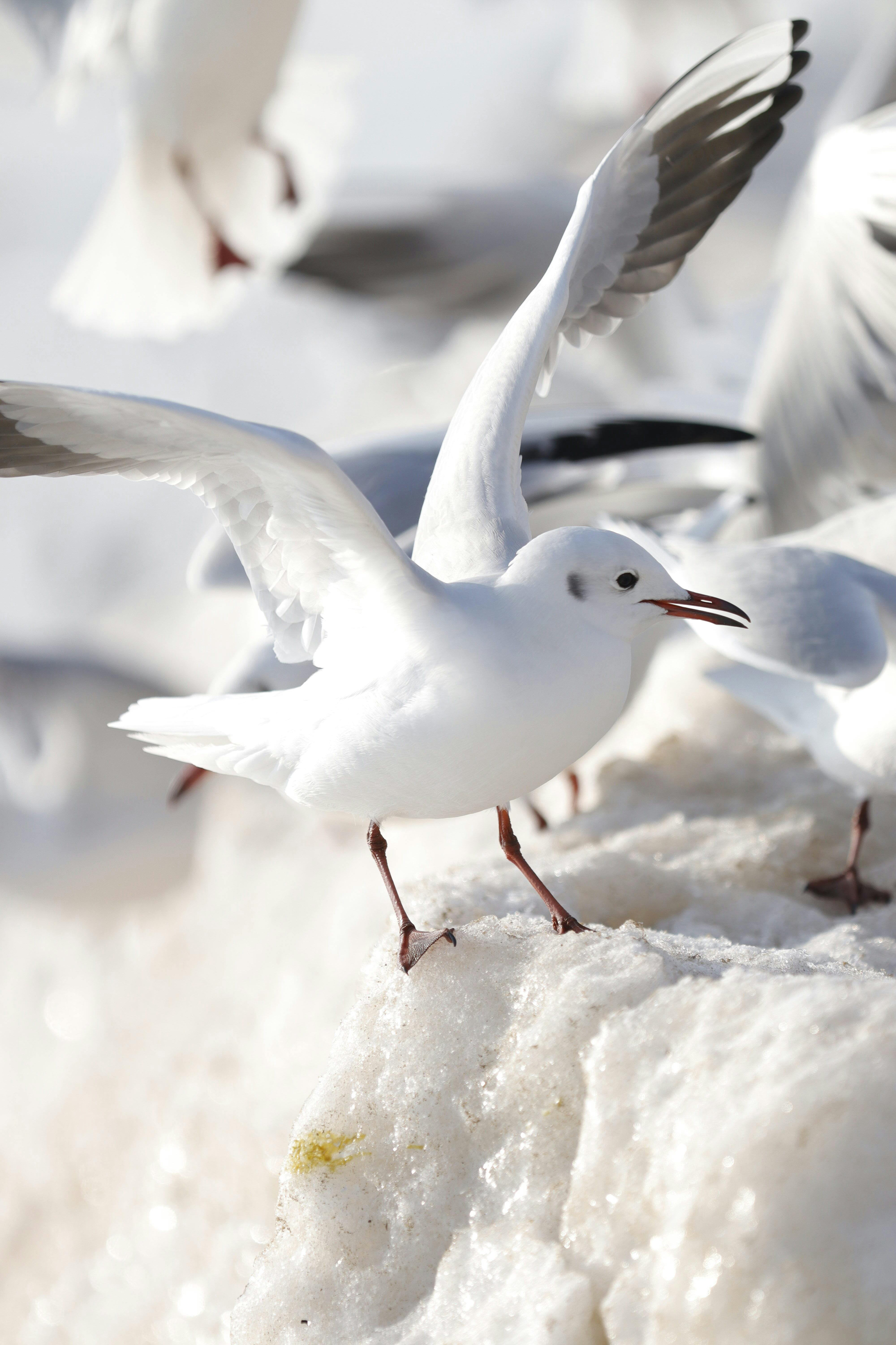 Black-headed Gull in Snow · Free Stock Photo