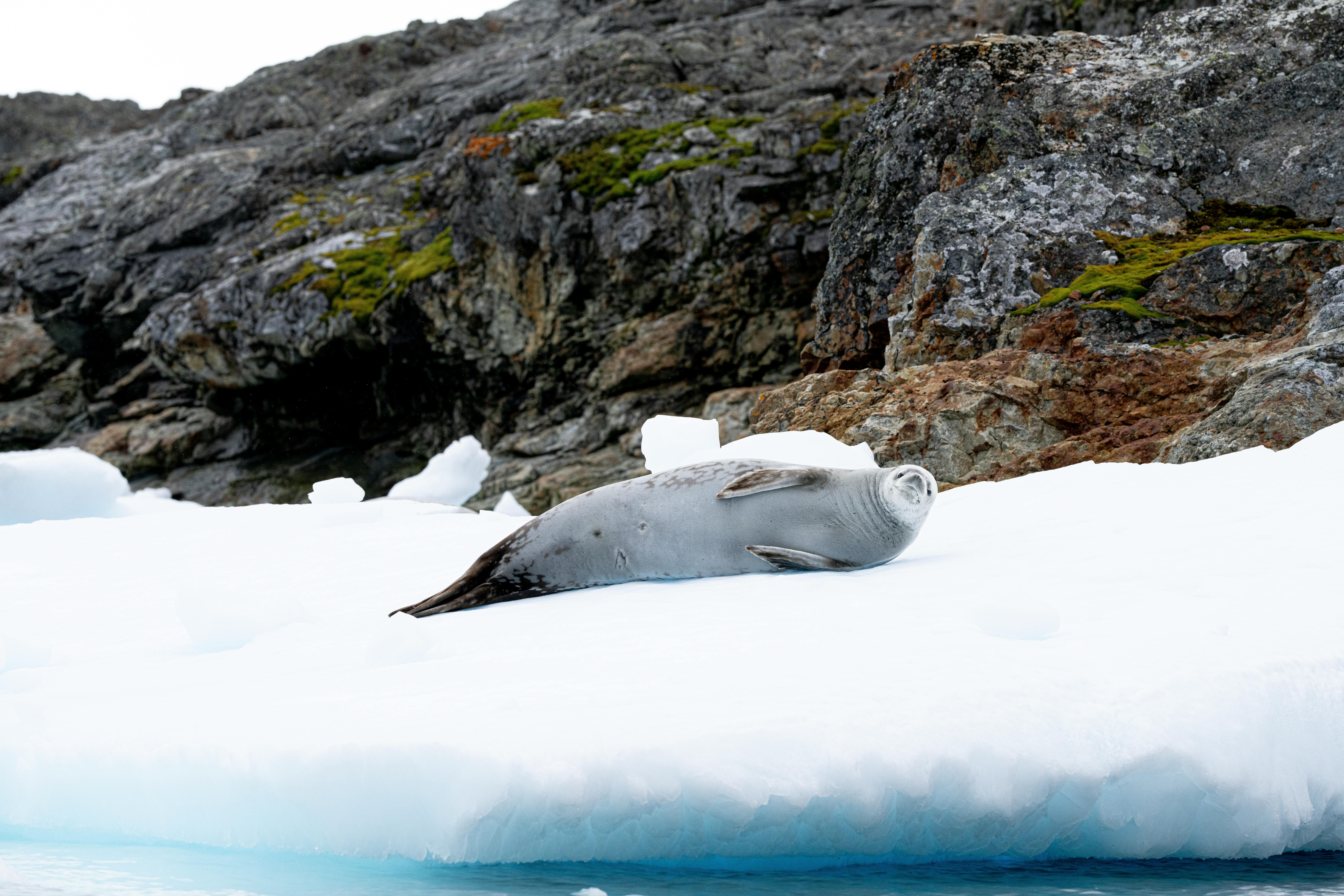 Seal Lying Down in Snow on Sea Shore · Free Stock Photo