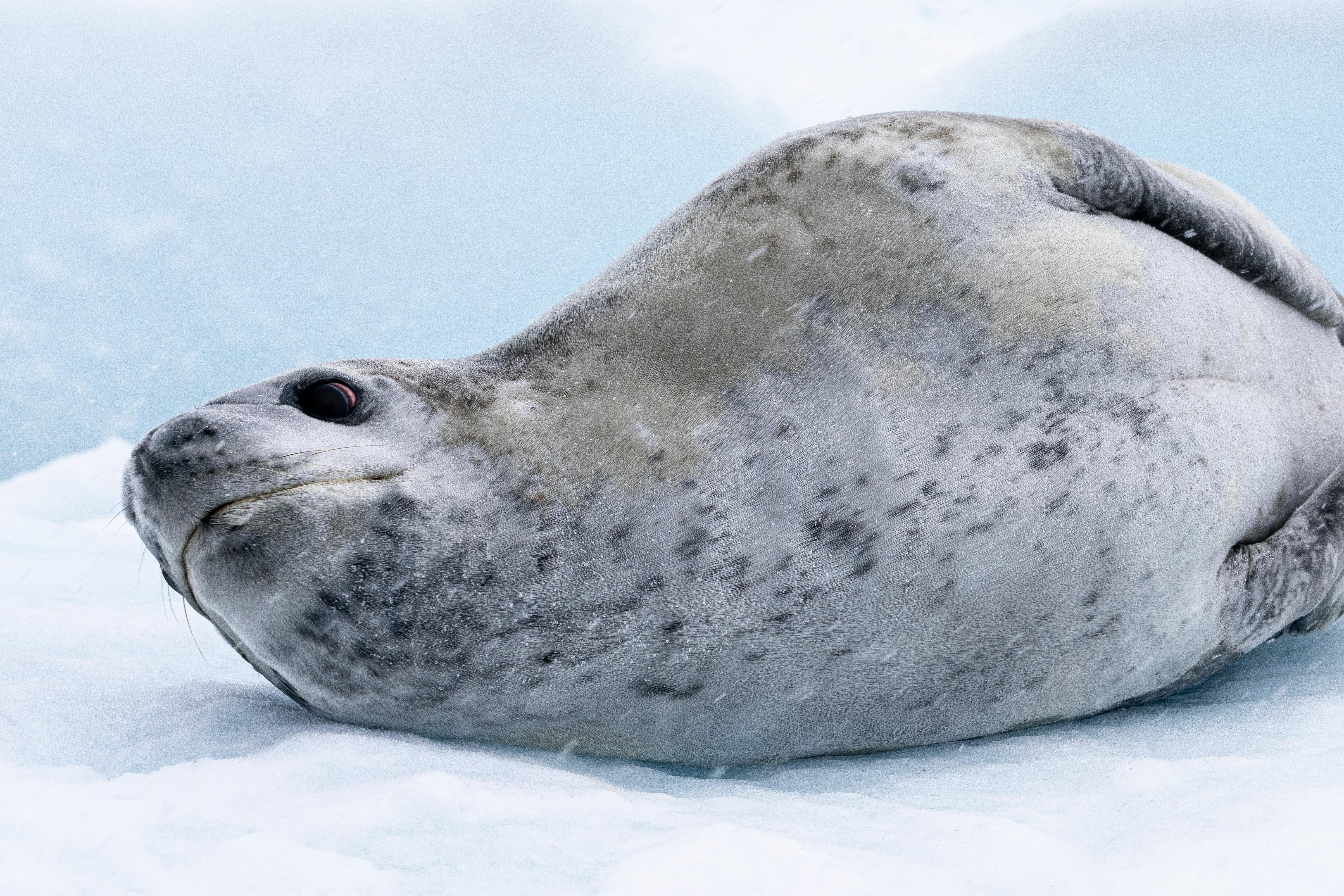 Seal Lying Down in Snow · Free Stock Photo
