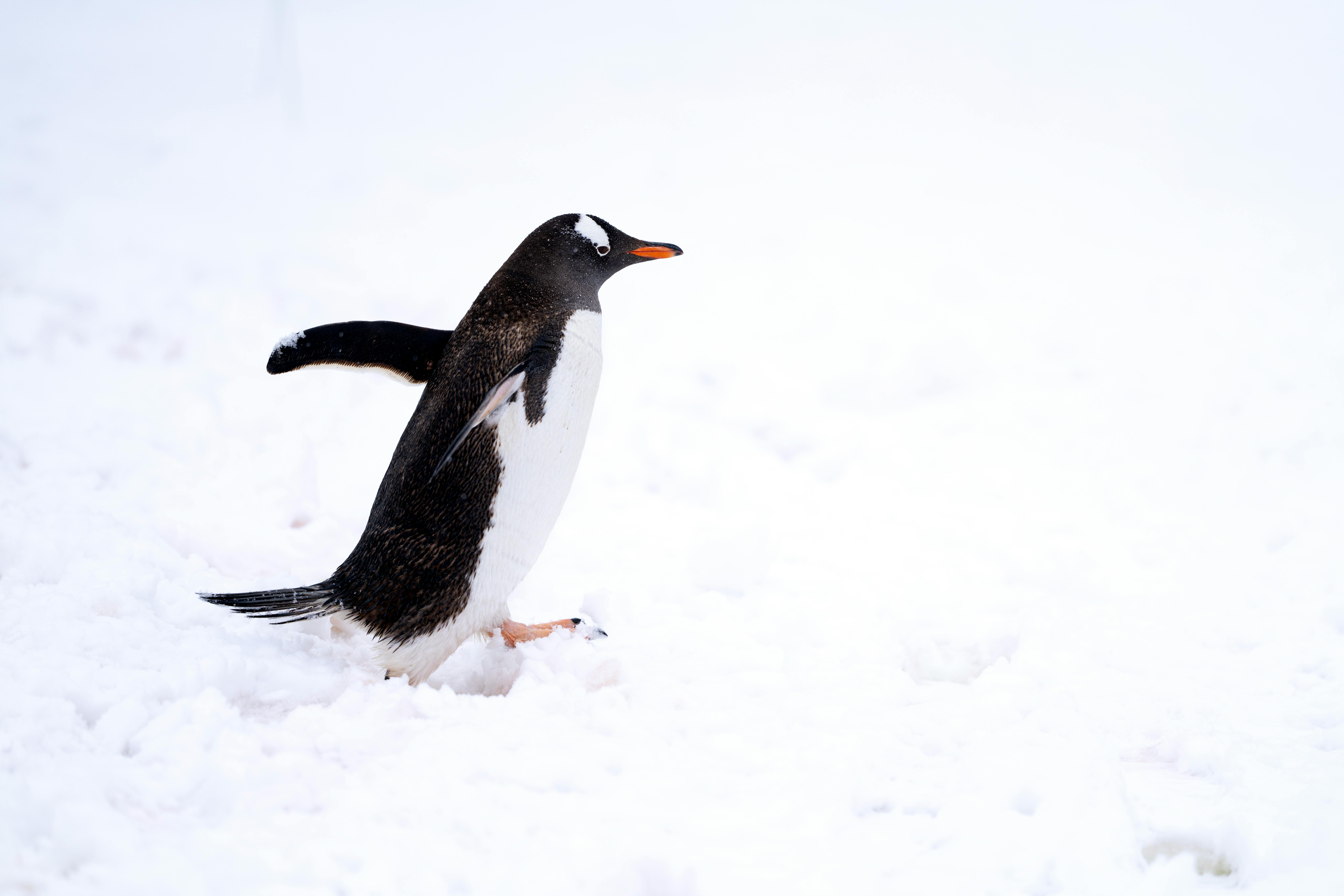 Penguin Waddling In Snow Photos, Download The BEST Free Penguin ...