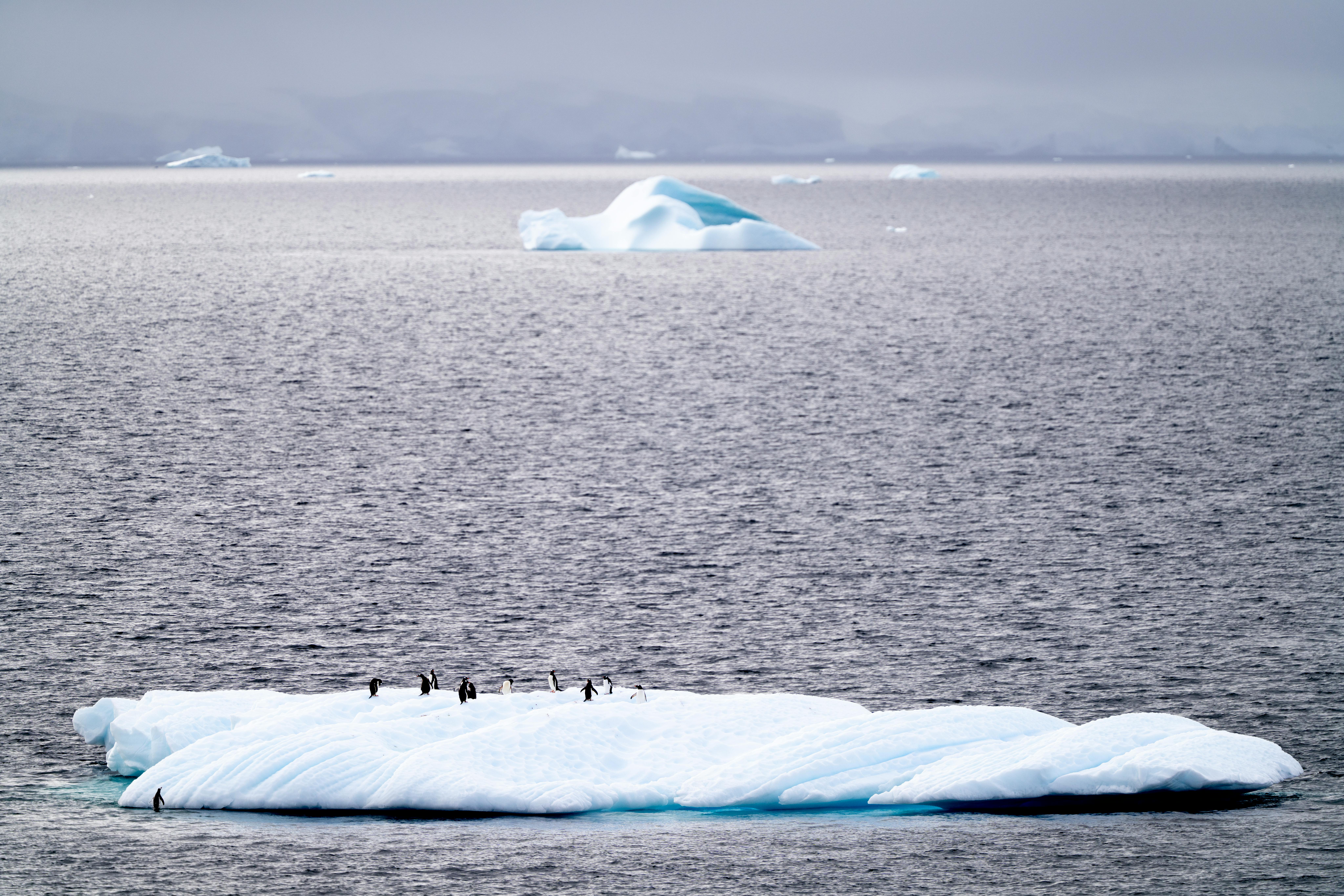 Penguins on Ice · Free Stock Photo