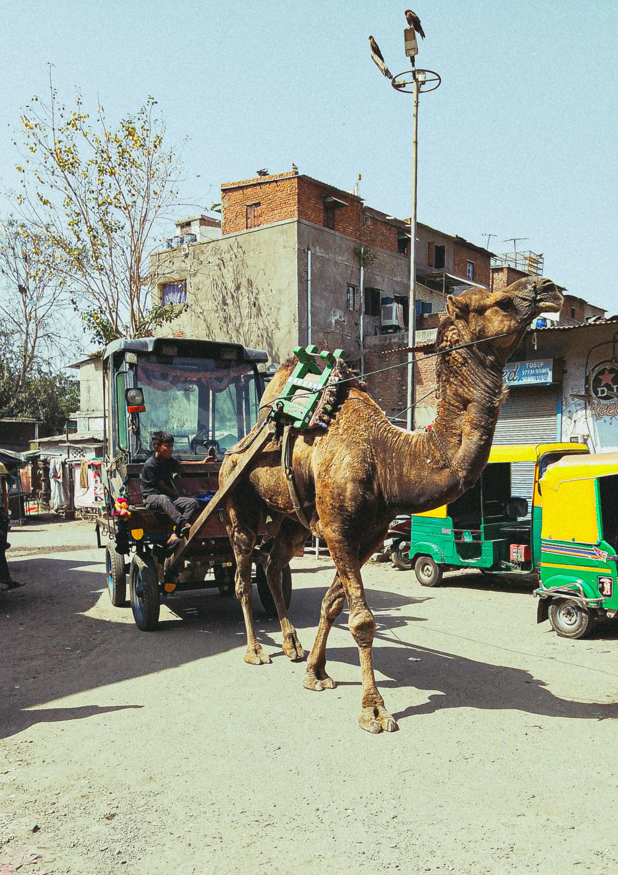 Camel Towing Vehicle in Town · Free Stock Photo