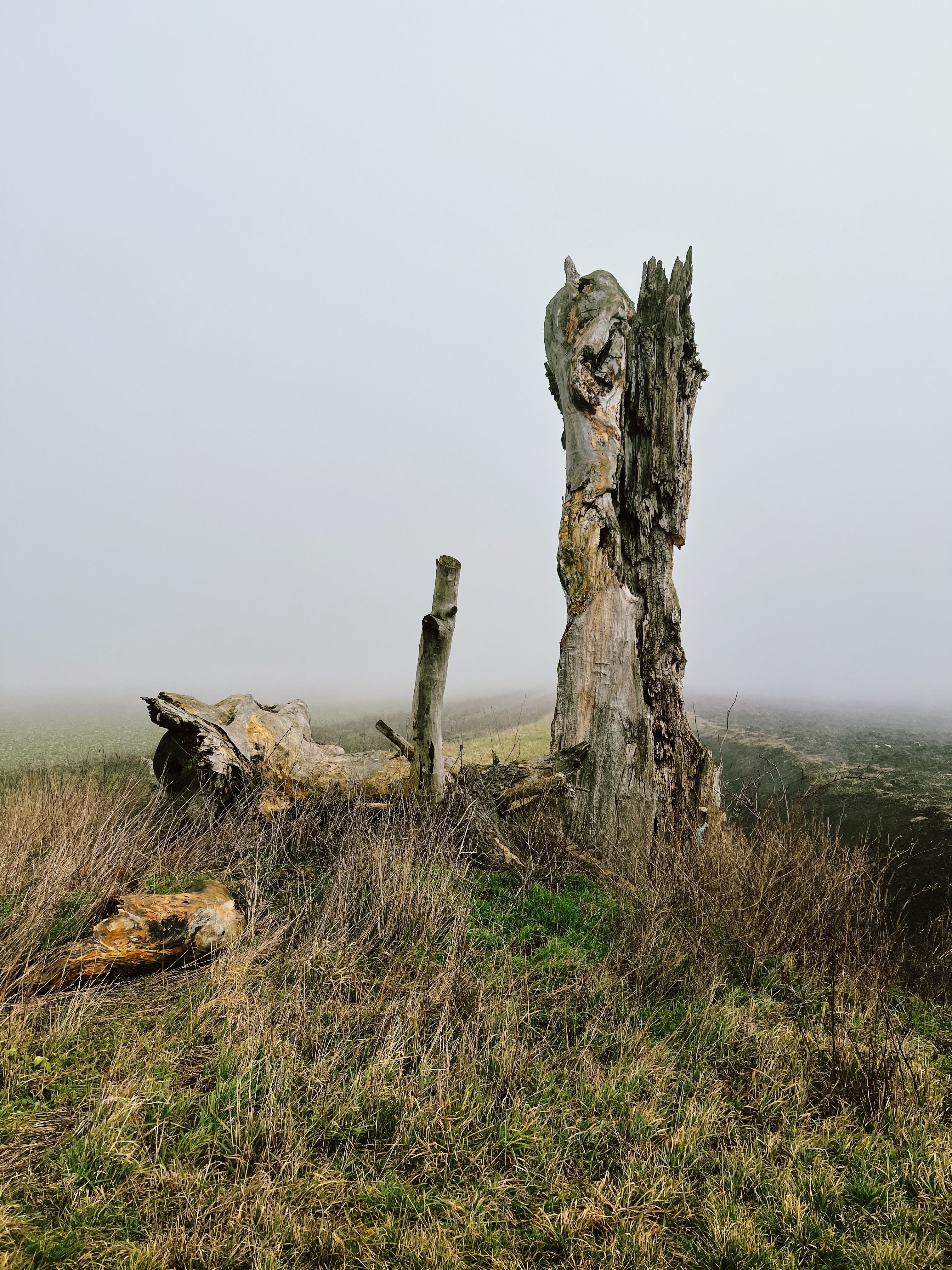 Withered Tree Trunks on Grassland · Free Stock Photo