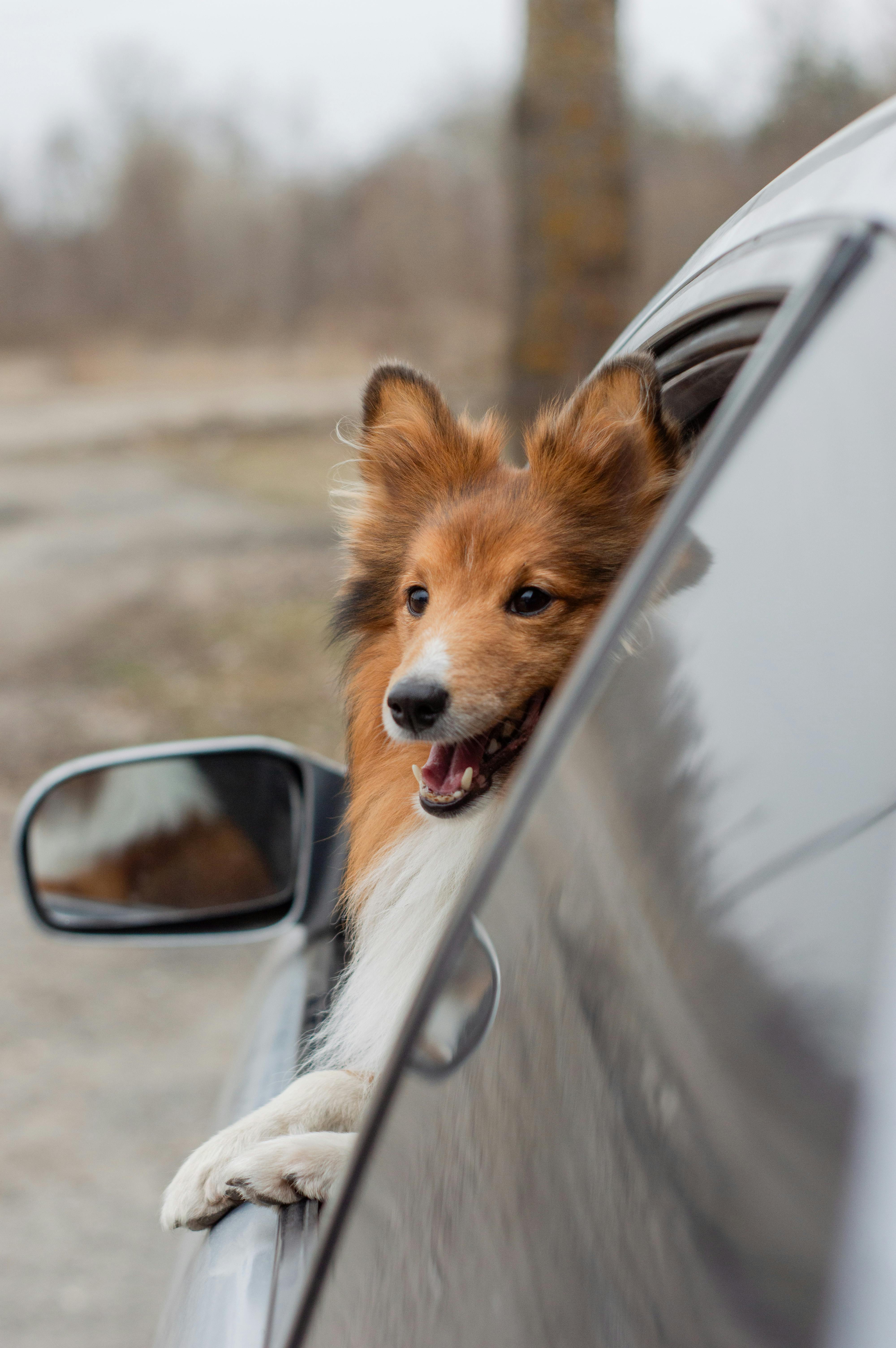 Dog Sitting in Car · Free Stock Photo