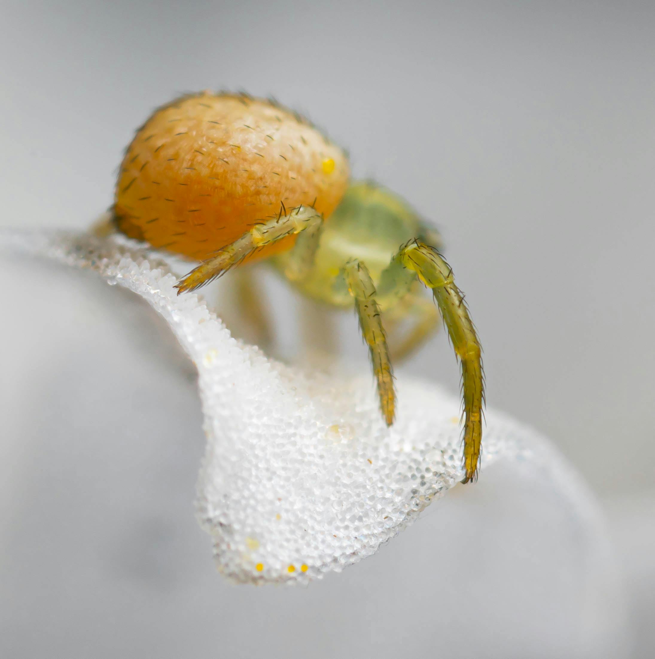 Spider Rim Photos, Download The BEST Free Spider Rim Stock Photos & HD ...