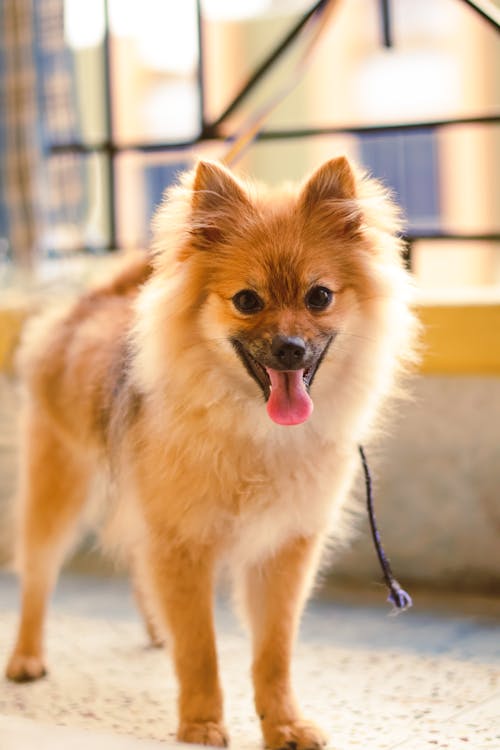 Pomeranian Dog Portrait · Free Stock Photo Pomeranian Dog Portrait · Free Stock Photo