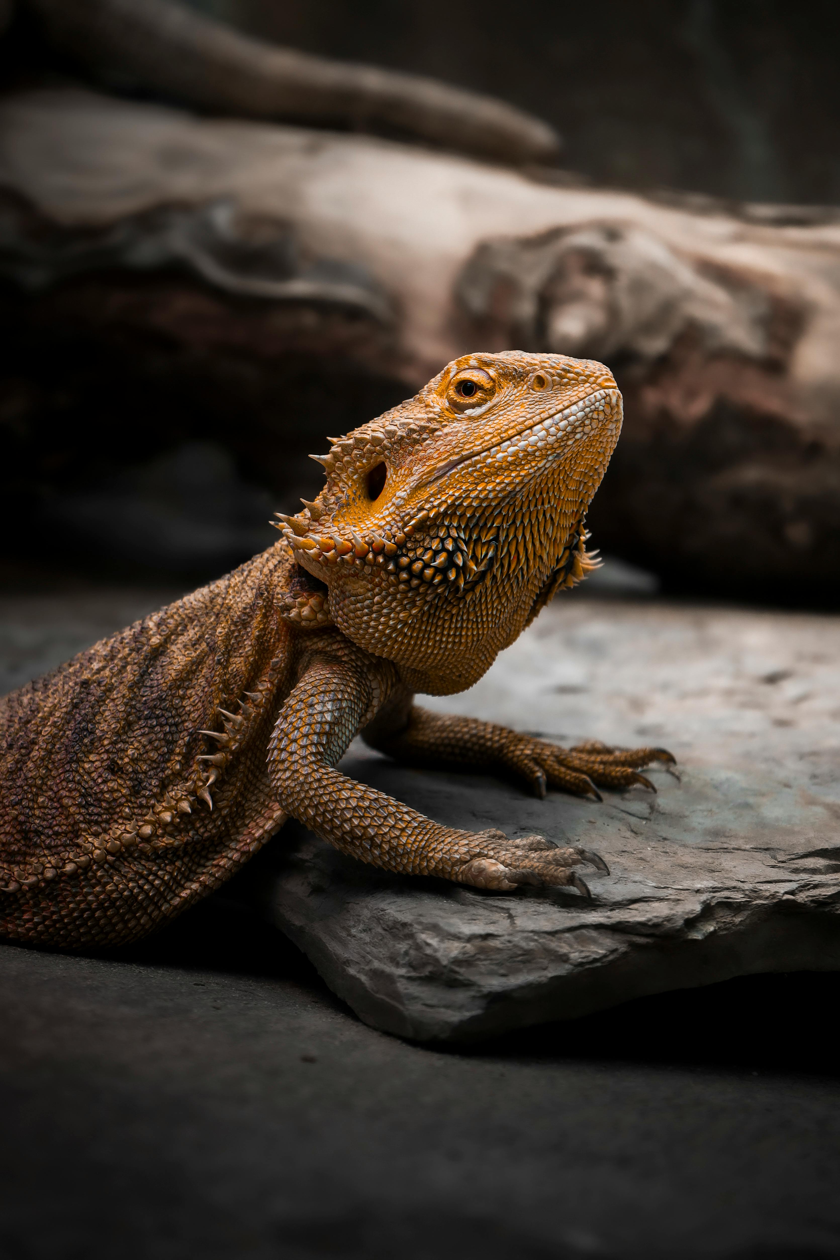 A bearded lizard sitting on a rock · Free Stock Photo