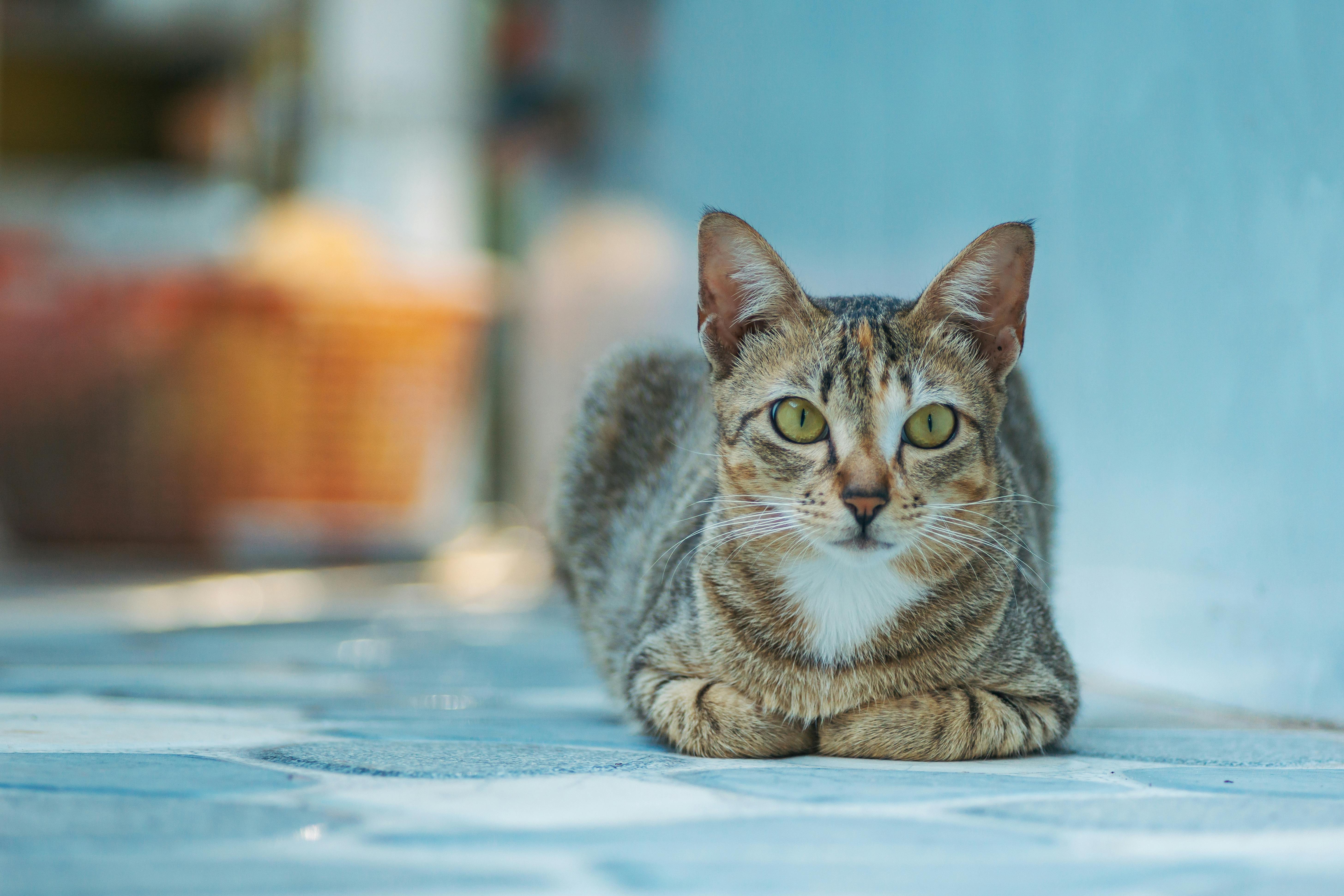 Mackerel (Striped)tabby Cats Photos, Download The BEST Free Mackerel ...