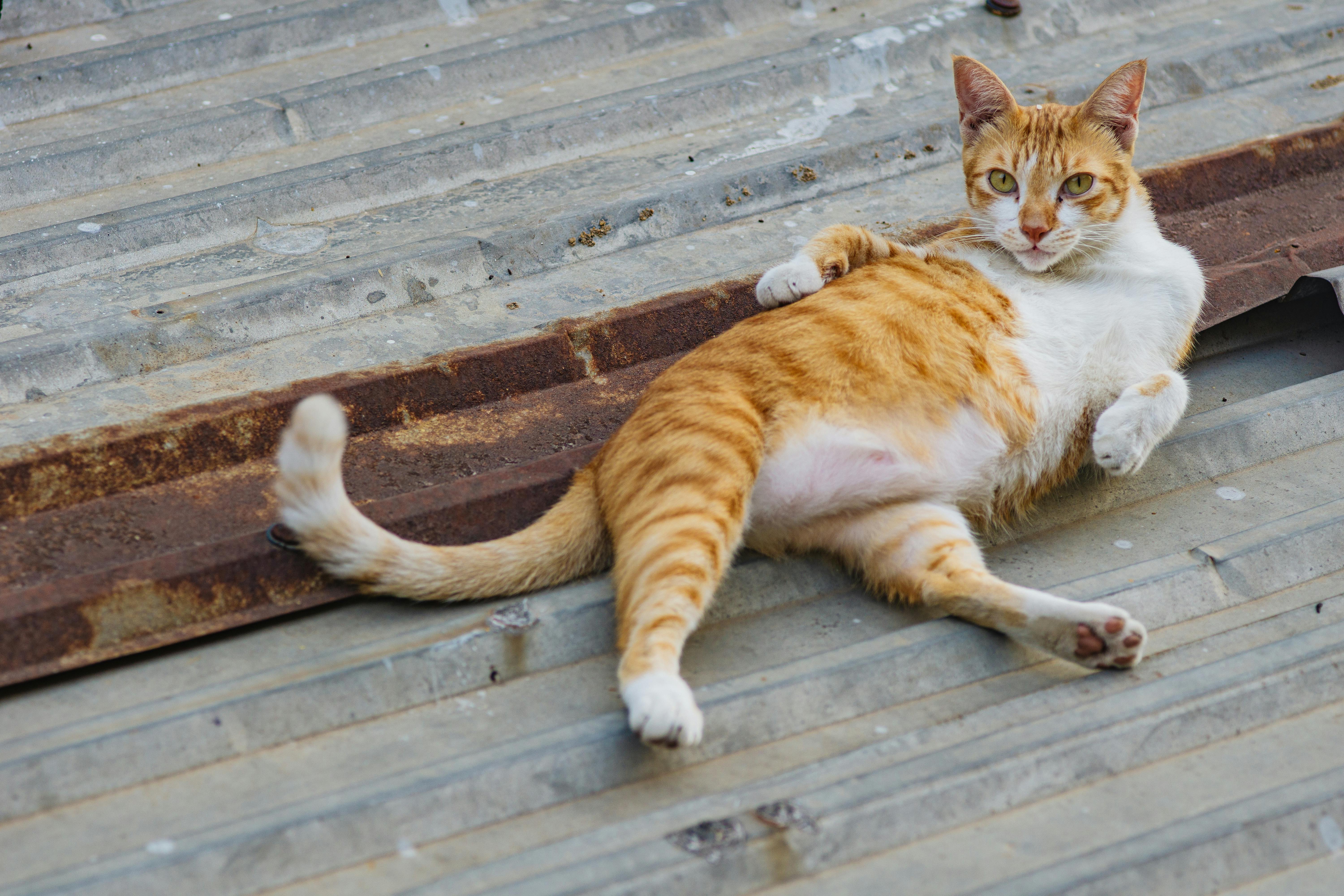 Rust Tapet Photos, Download The BEST Free Rust Tapet Stock Photos & HD ...