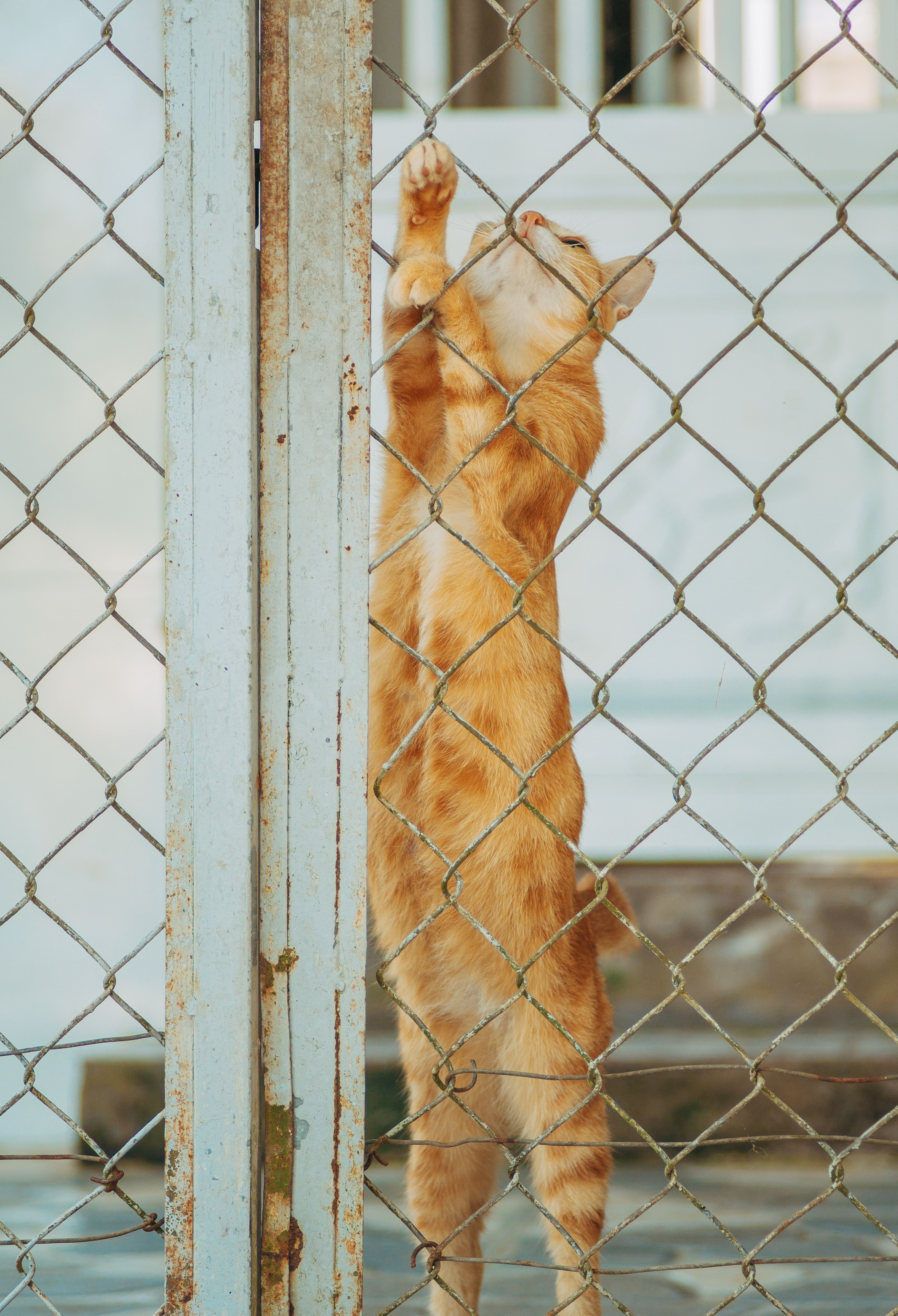 Orange Cat Climbing a Chain-link Fence · Free Stock Photo