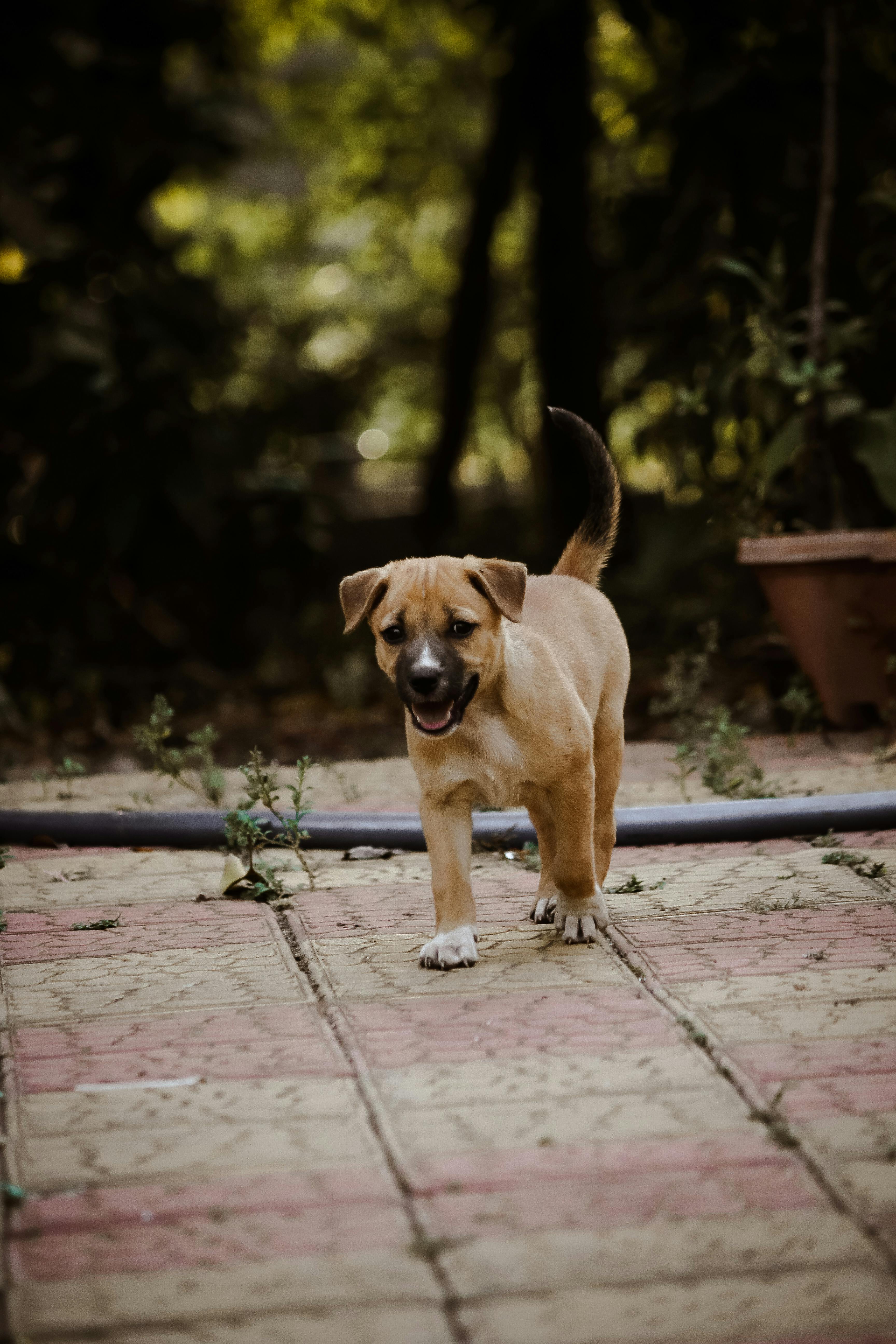 Puppy Dog on Pavement · Free Stock Photo