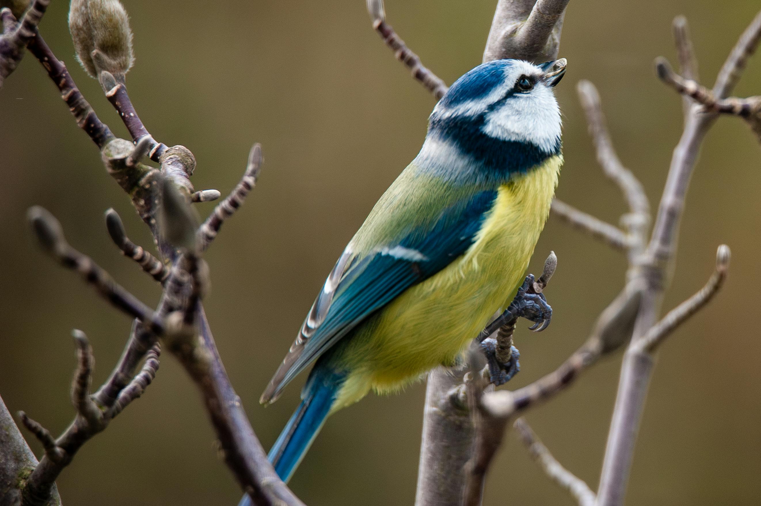 Close-Up Photo of Blue Bird Perched On Branch · Free Stock Photo