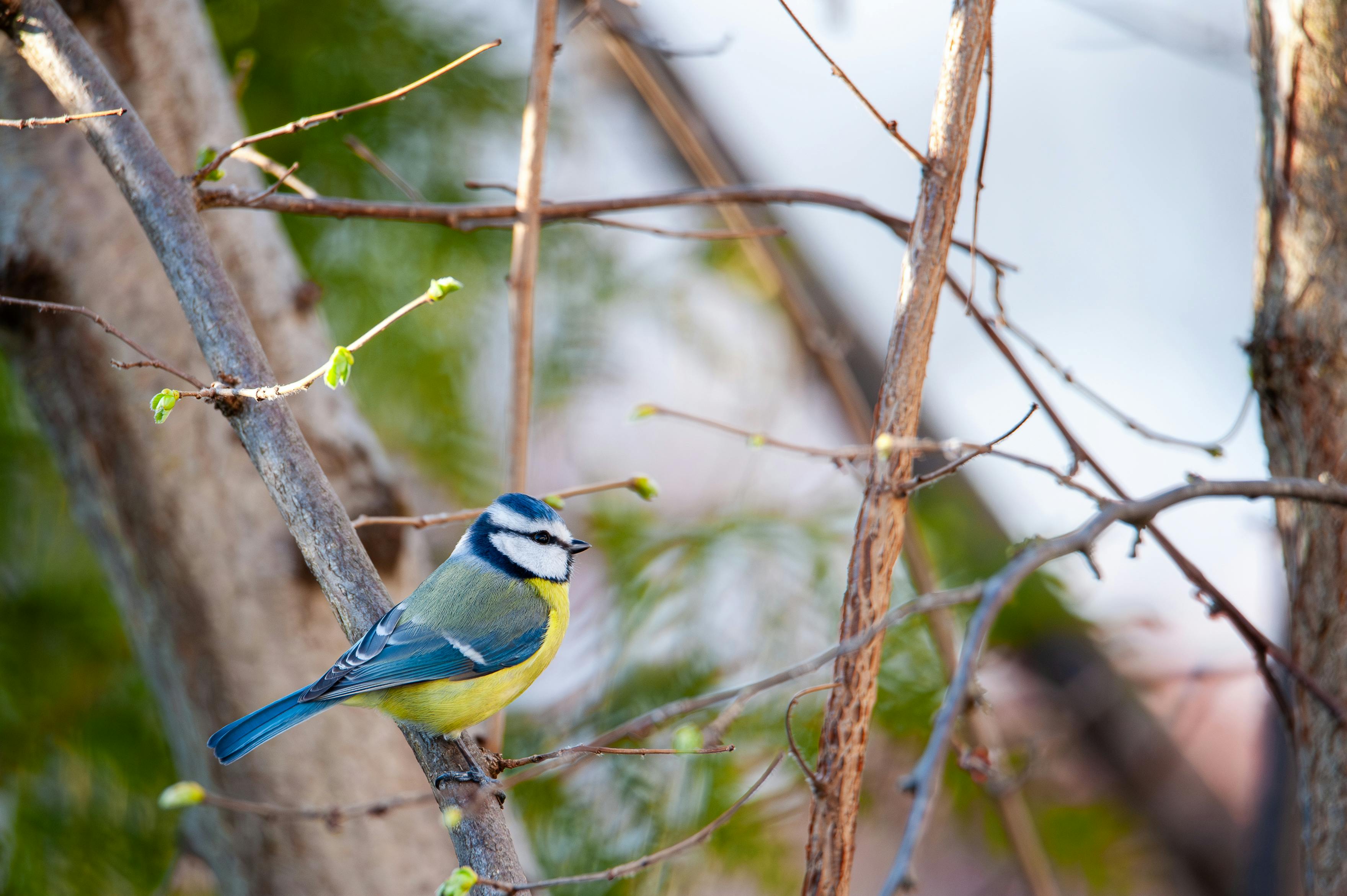 Close-up of Eurasian Blue Tit · Free Stock Photo
