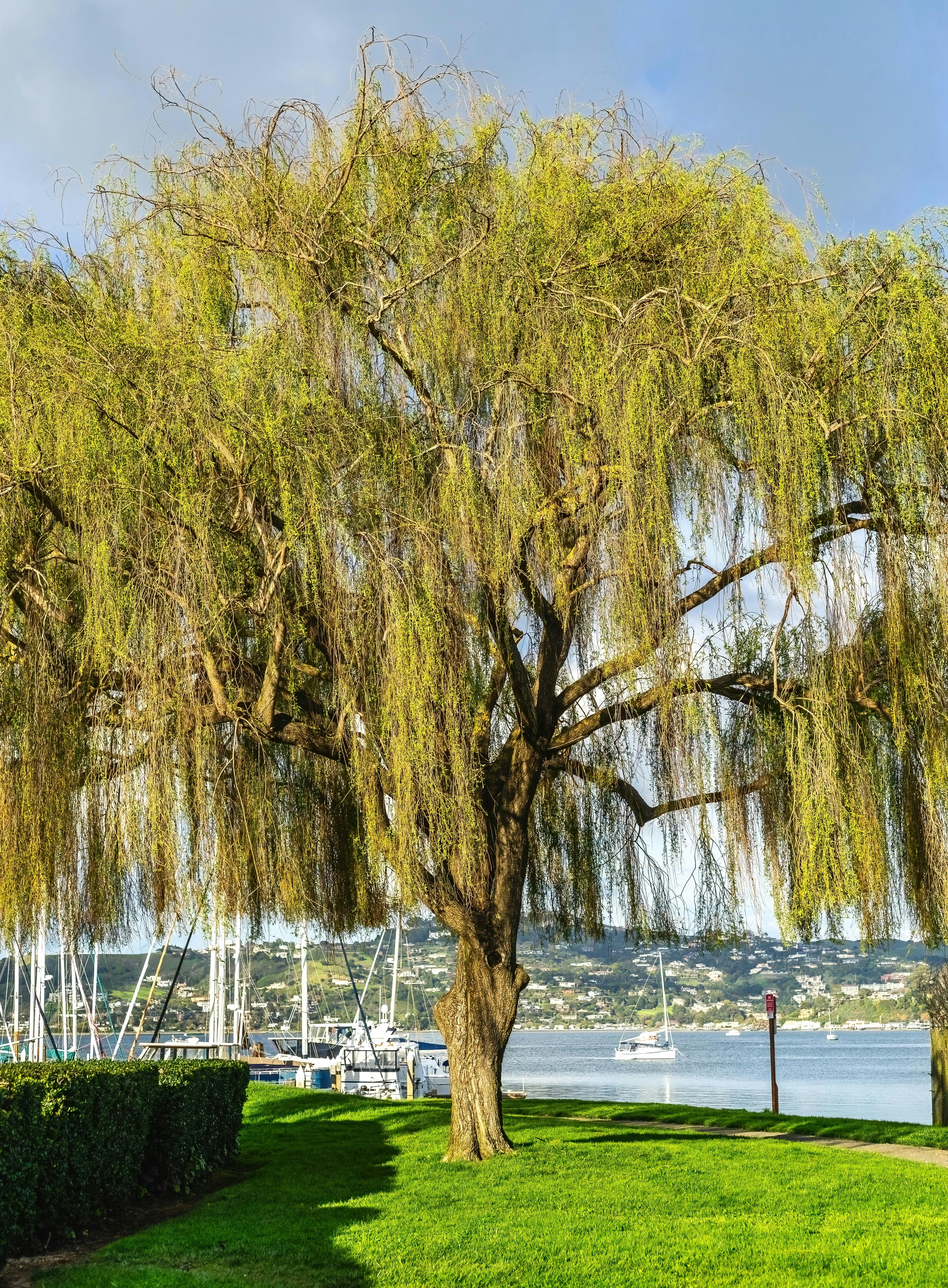 Single Weeping Willow · Free Stock Photo