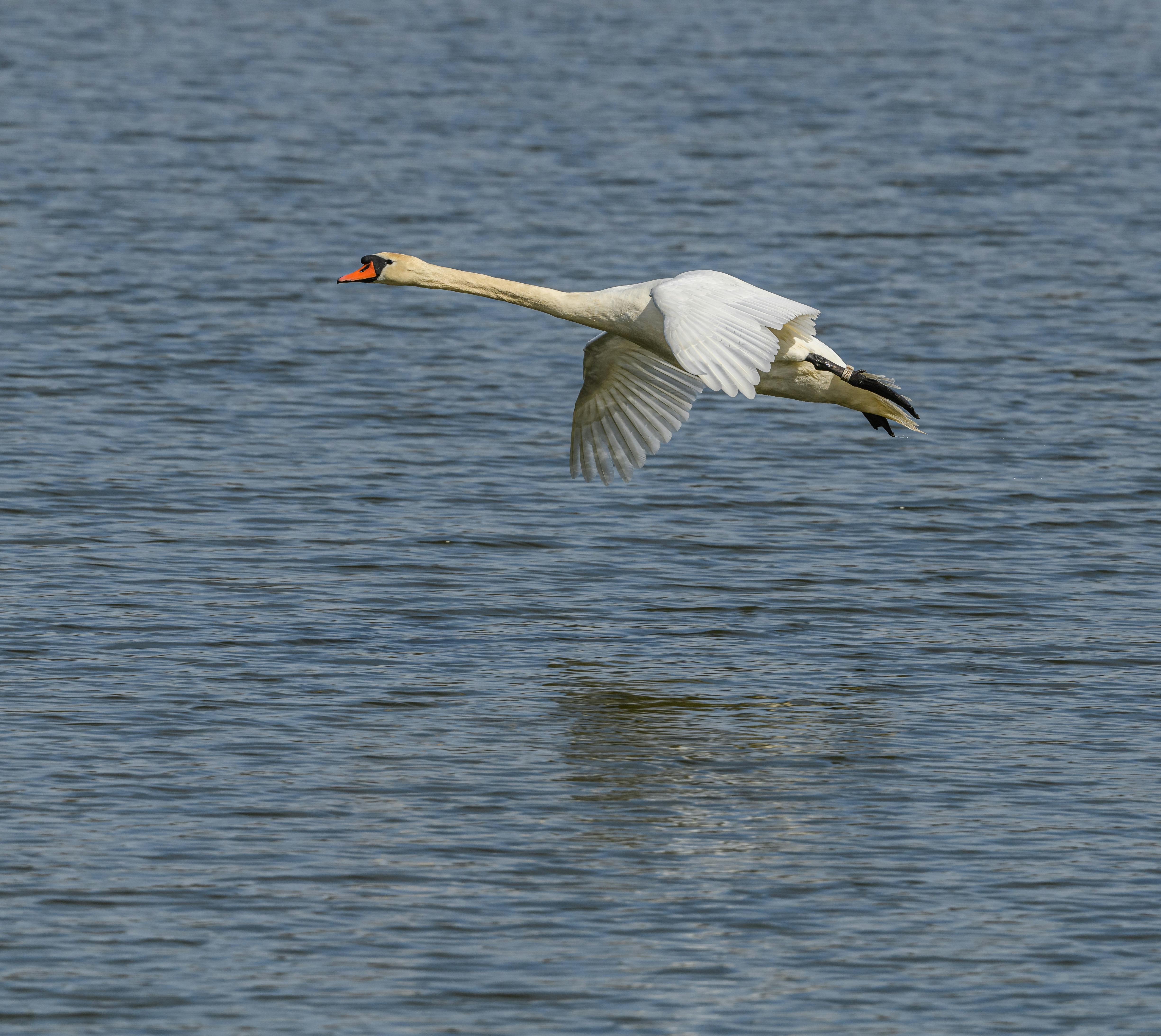 Flying Wild Goose Photos, Download The BEST Free Flying Wild Goose ...