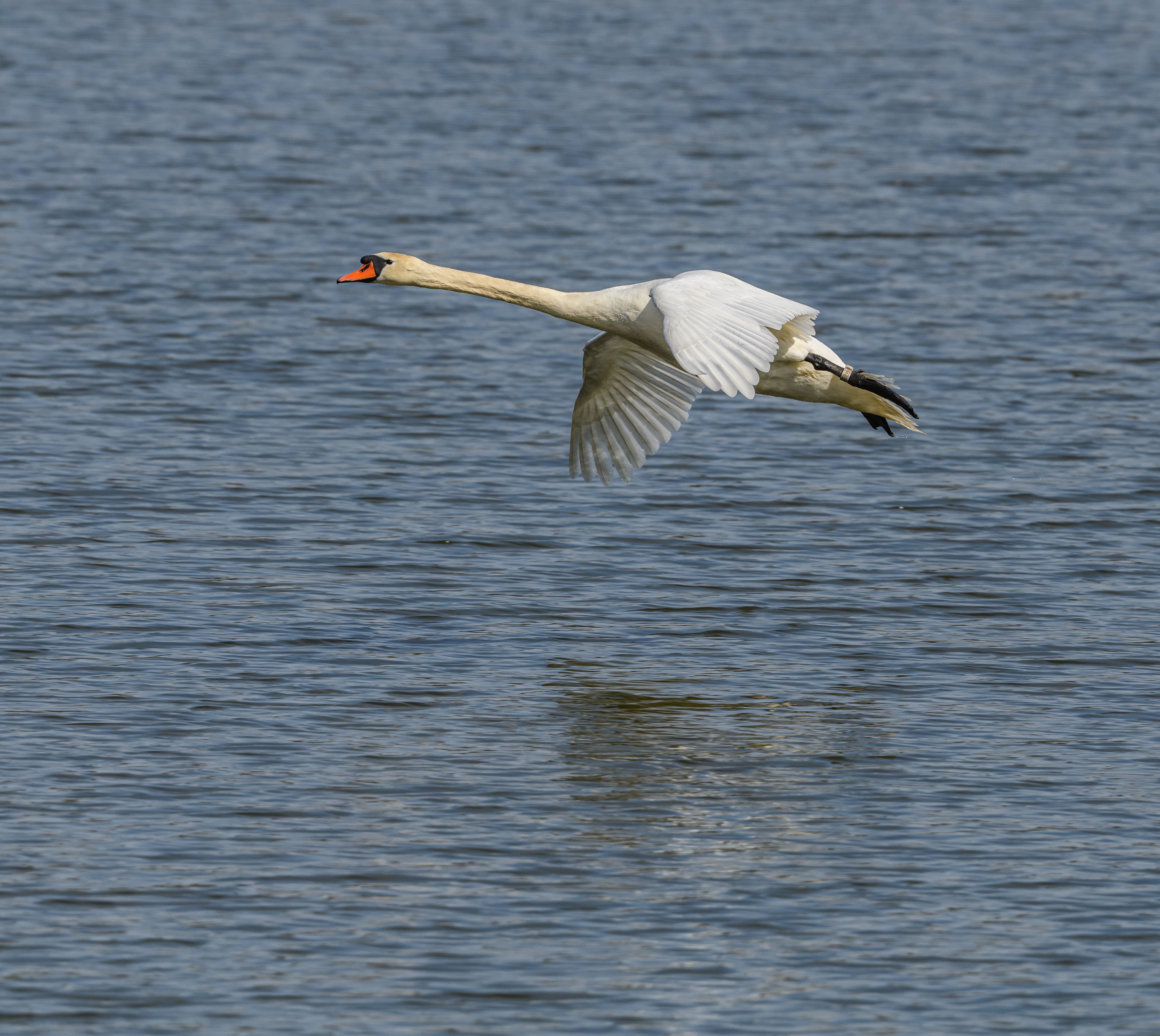 Swan Flying over Lake · Free Stock Photo