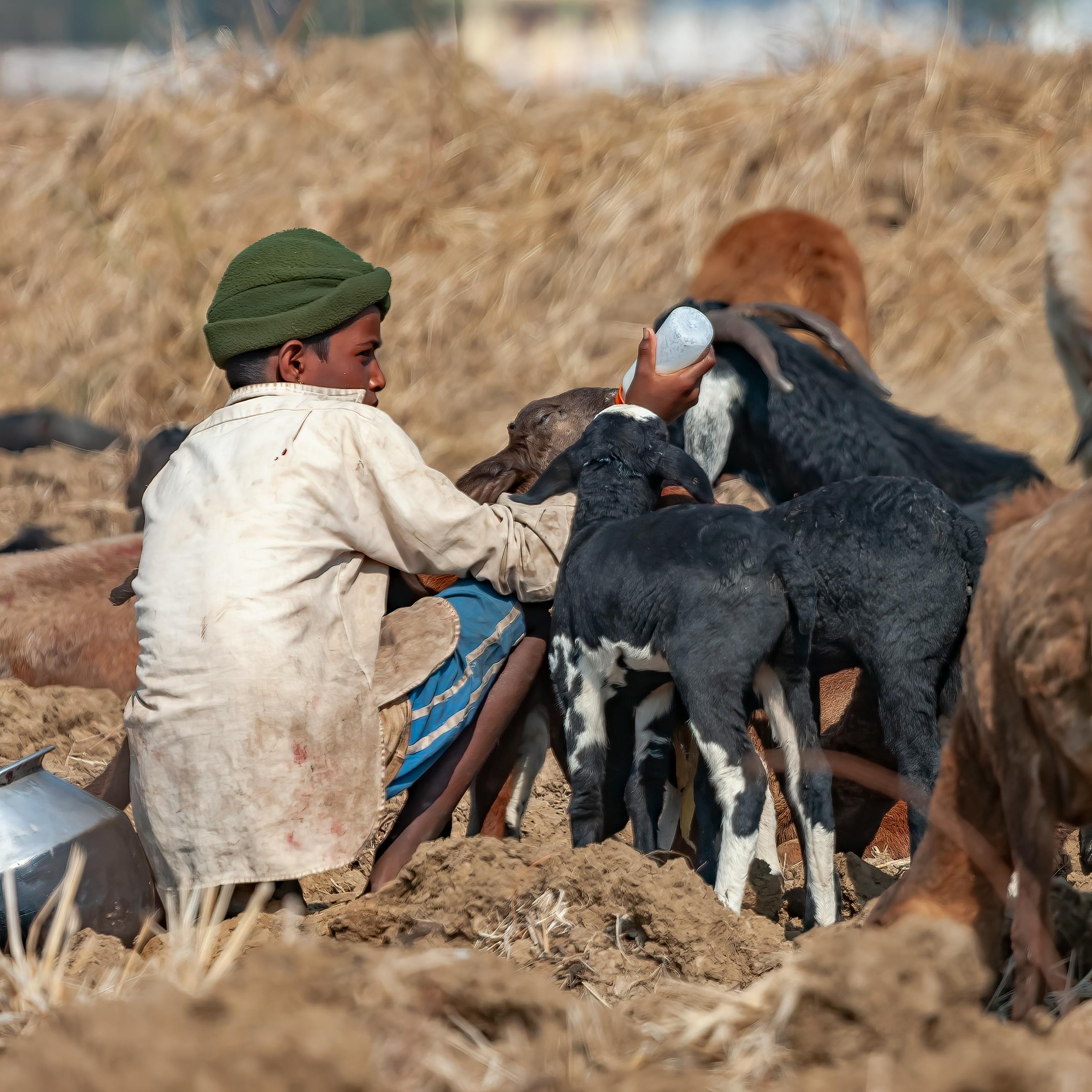 Boy Crouching and Feeding Lambs on Farm · Free Stock Photo