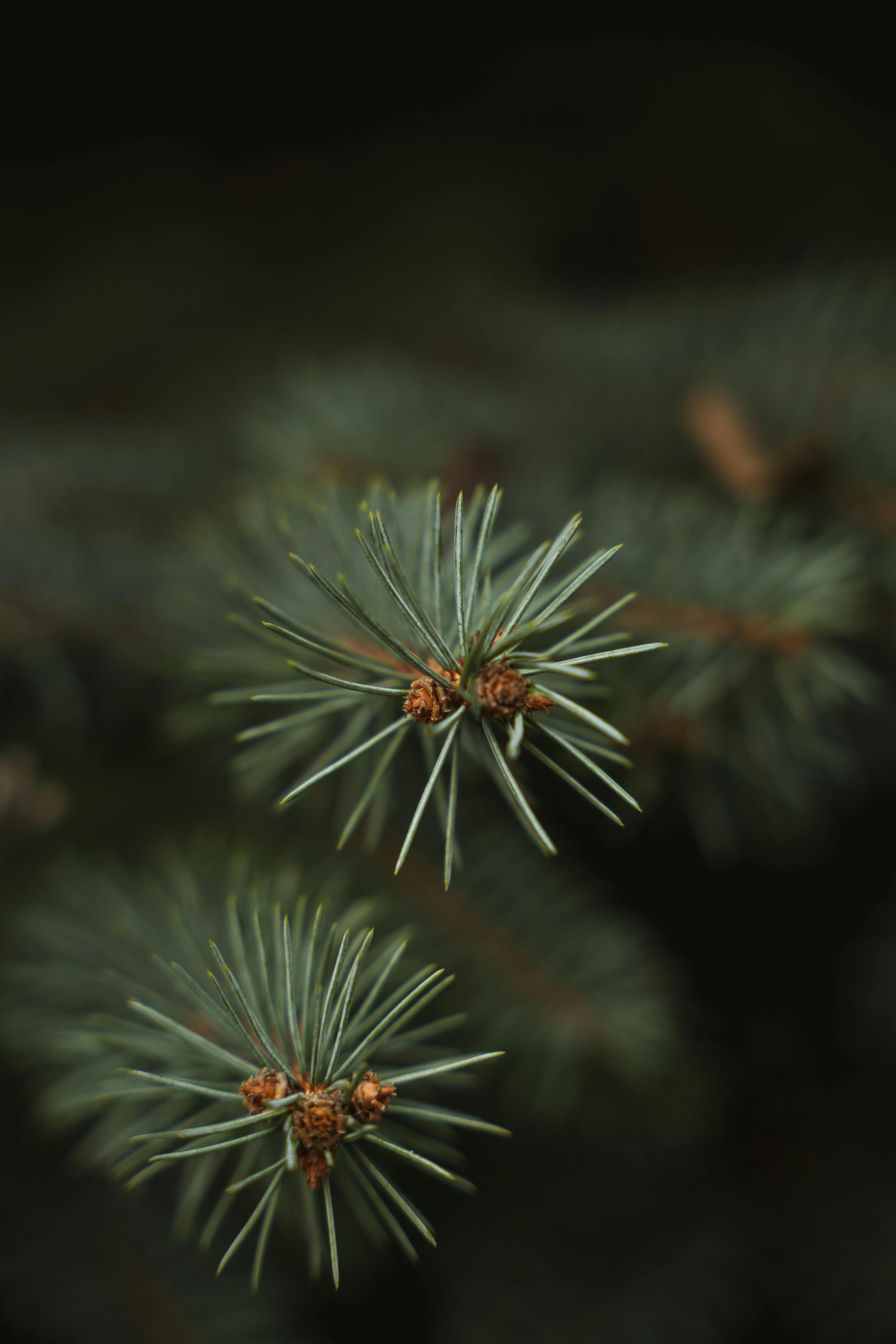 Close-up of a Pine Needles · Free Stock Photo