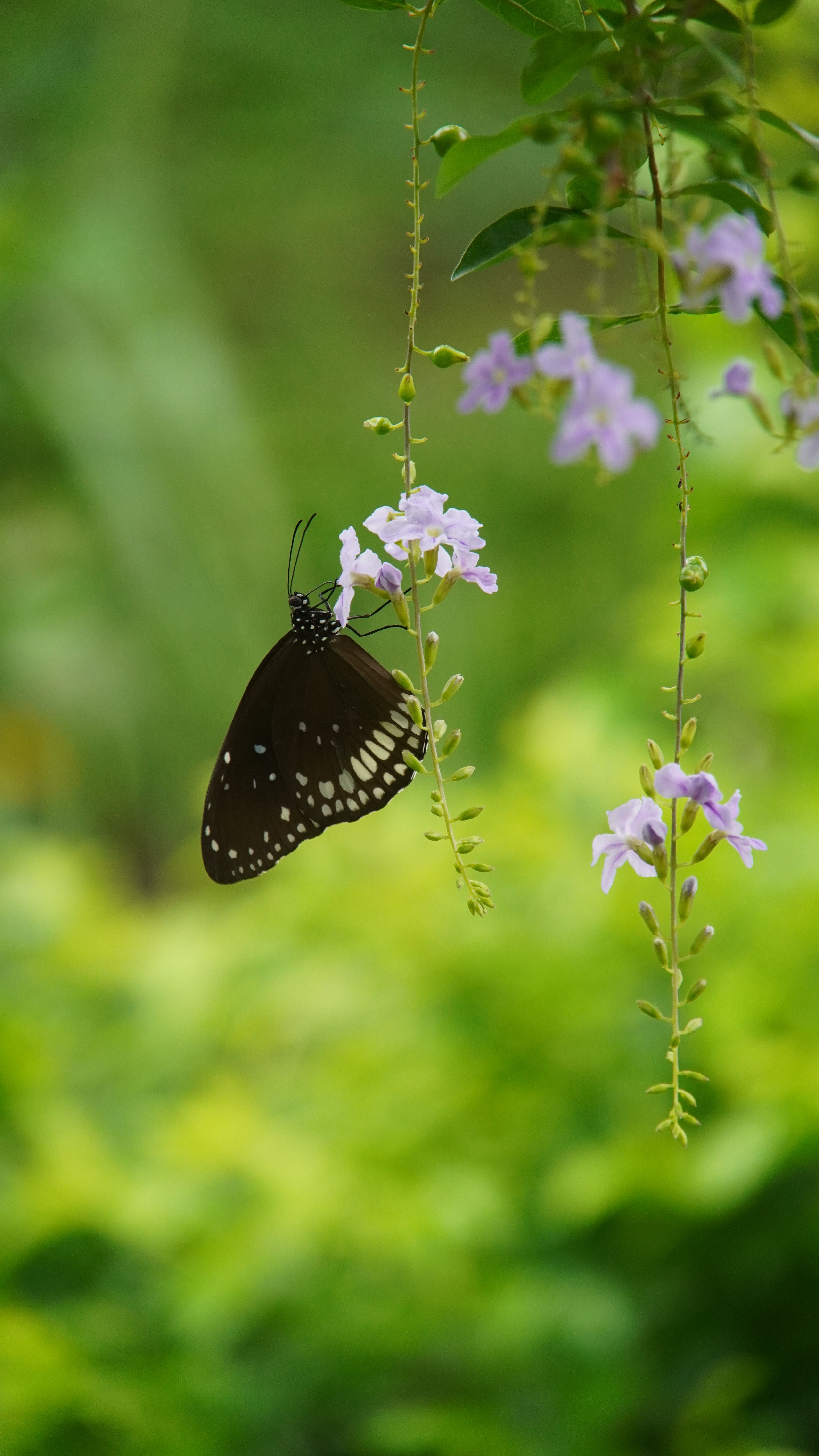 Small black butterfly on blooming flower · Free Stock Photo