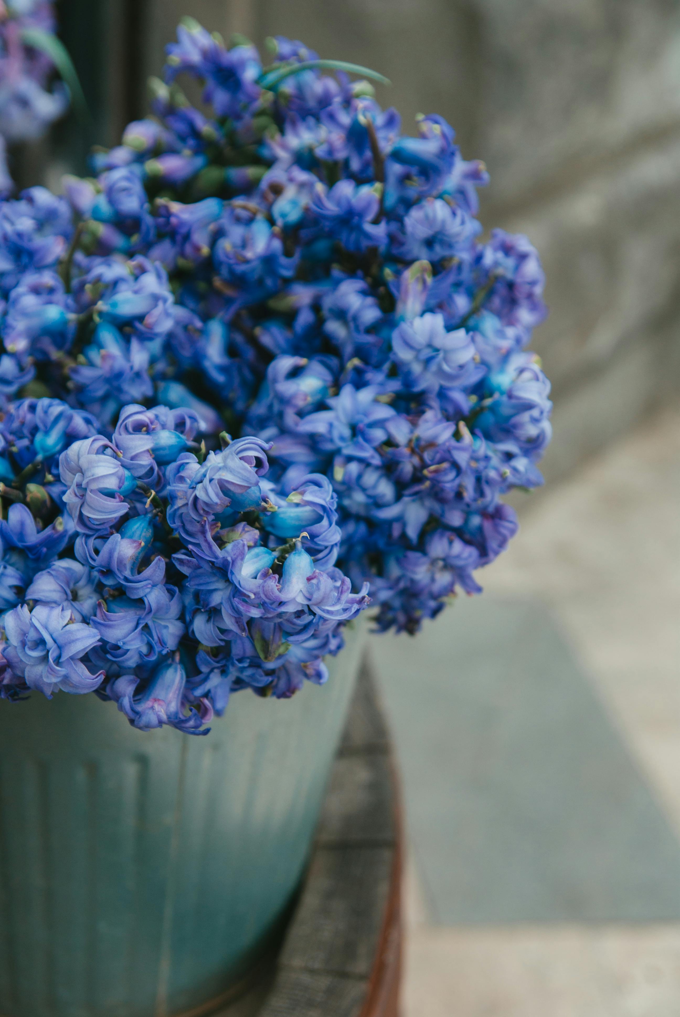 Bunga Biru Di Pot Bunga · Foto Stok Gratis