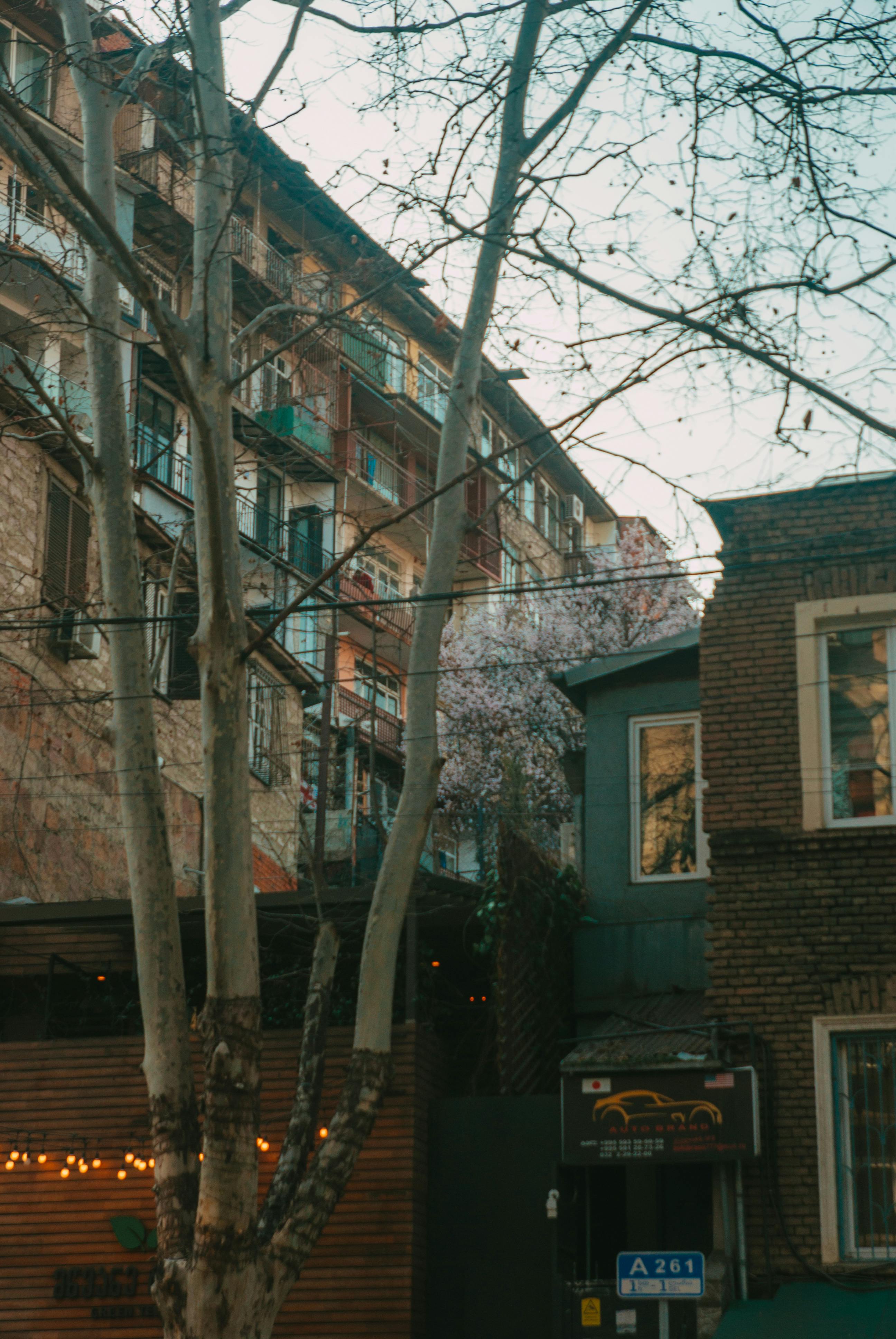 Bare Tree near Buildings · Free Stock Photo
