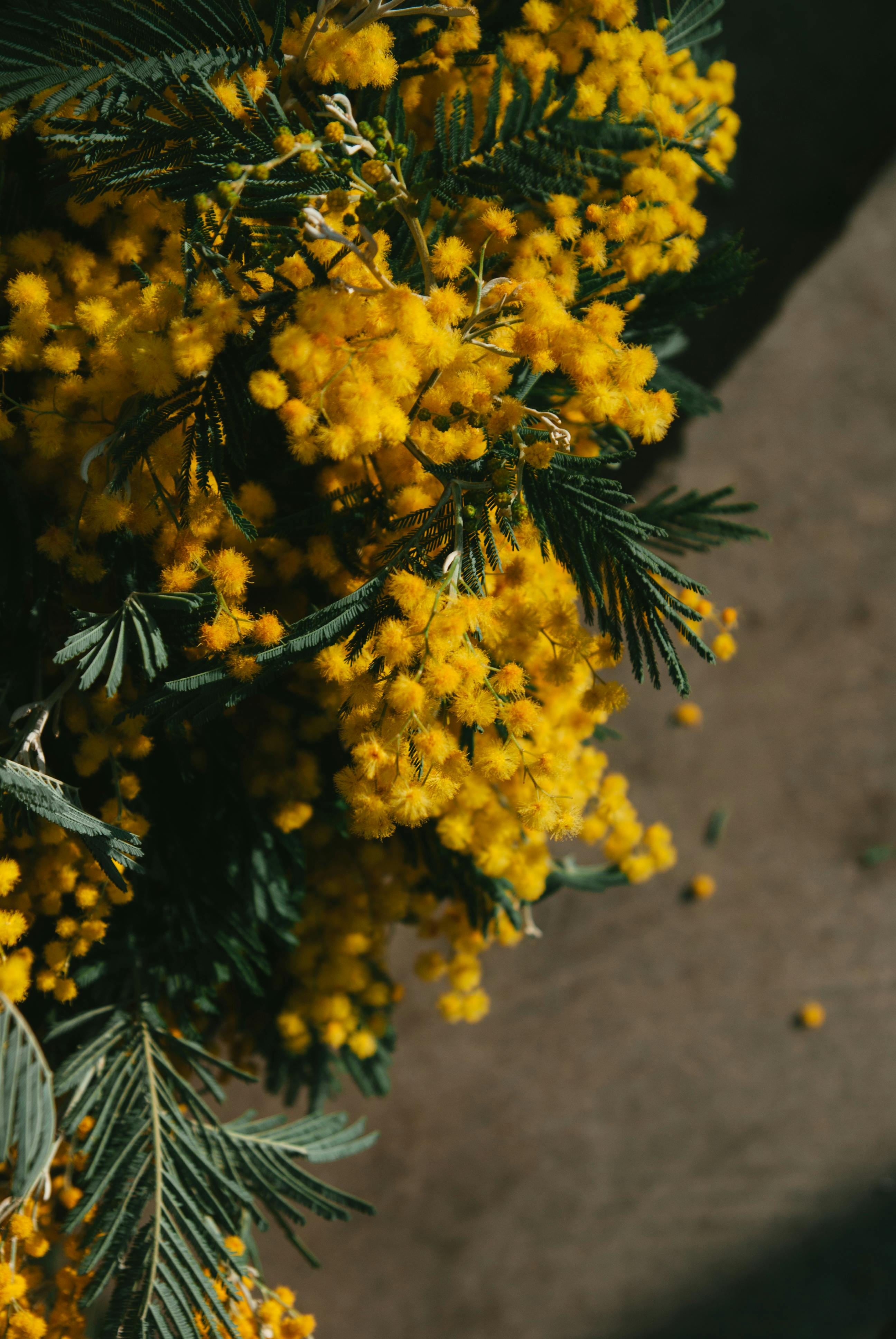 Foto de stock gratuita sobre crecimiento, de cerca, floreciente, flores ...