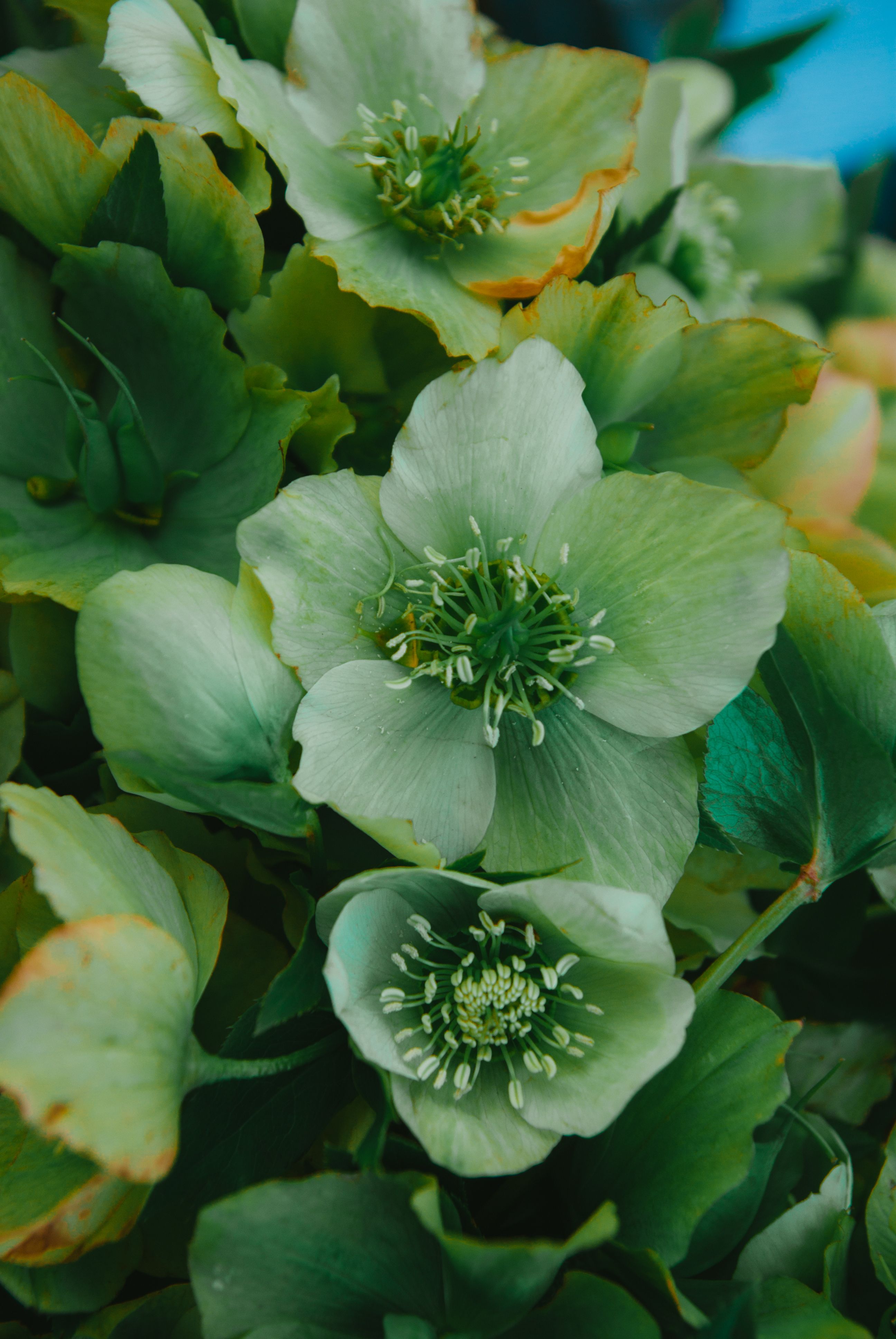 Green Flowers of Hellebore · Free Stock Photo