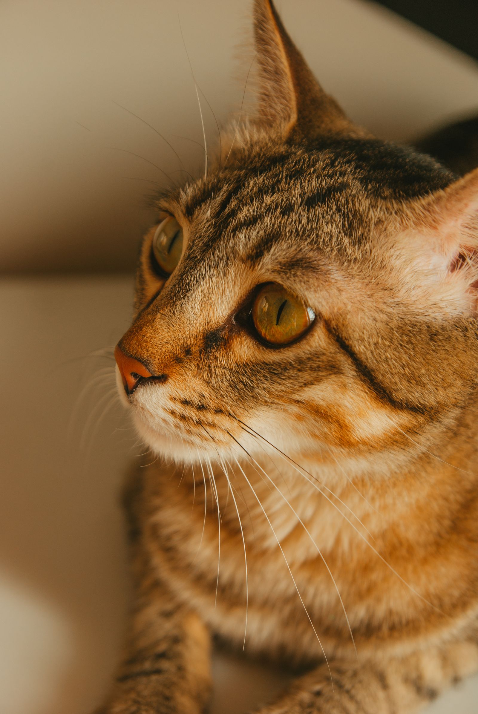 Brown Tabby Cat Photos, Download The BEST Free Brown Tabby Cat Stock ...