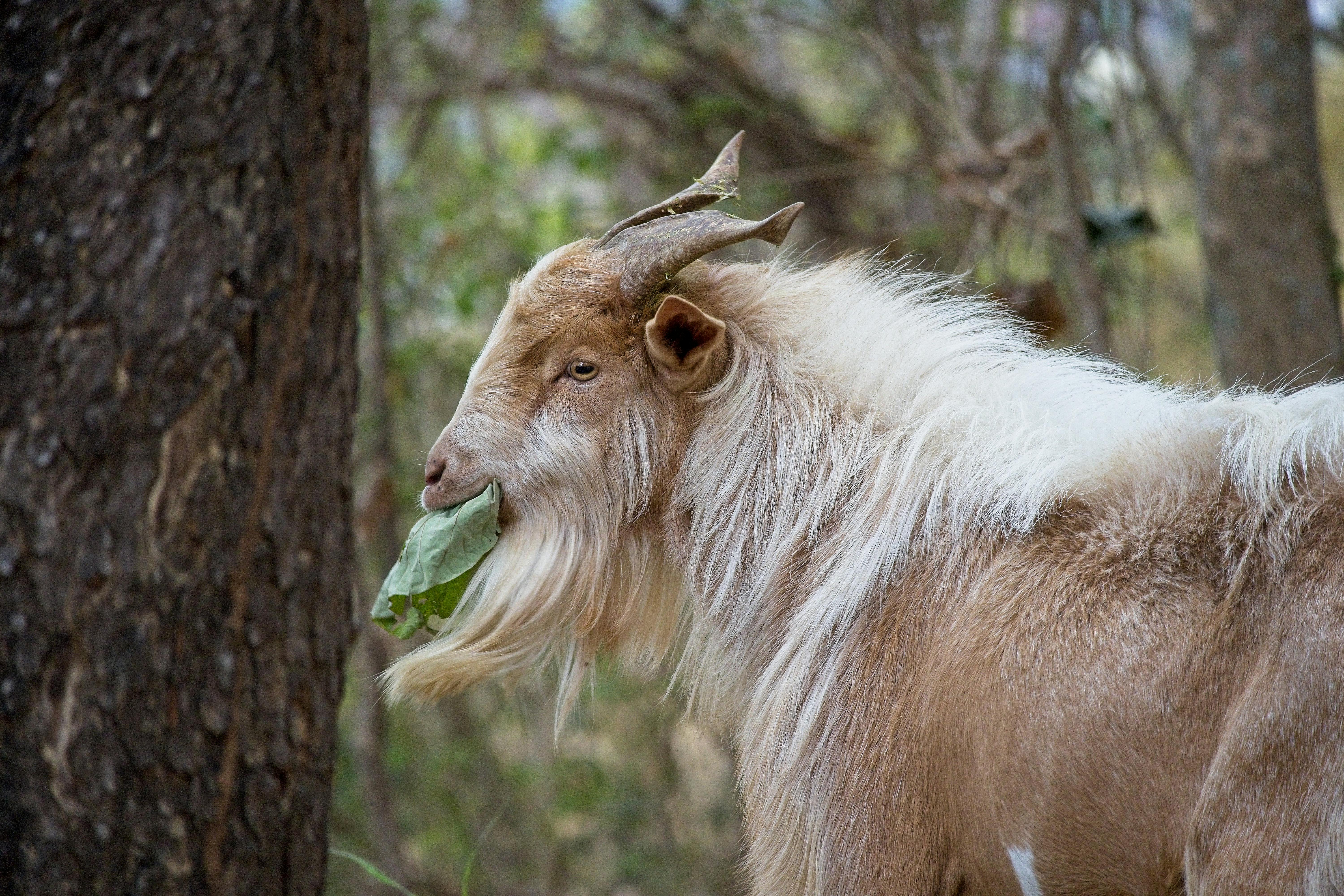 Feral Goat · Free Stock Photo