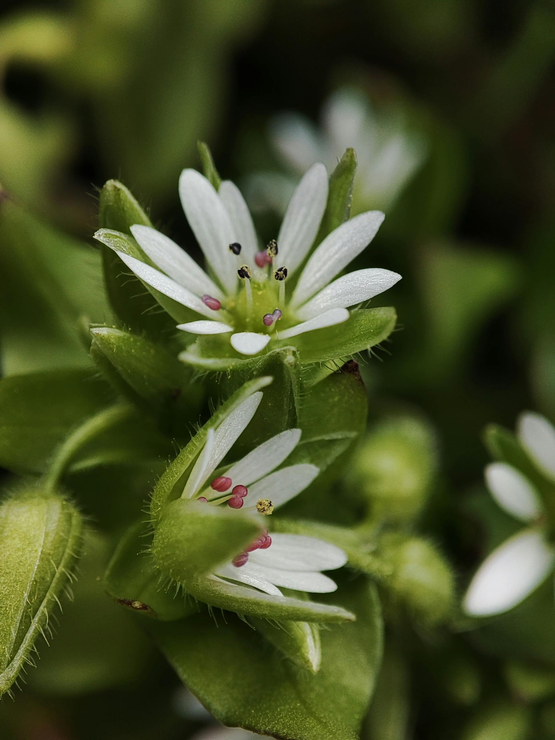 Close Up of Chickweed Flowers · Free Stock Photo
