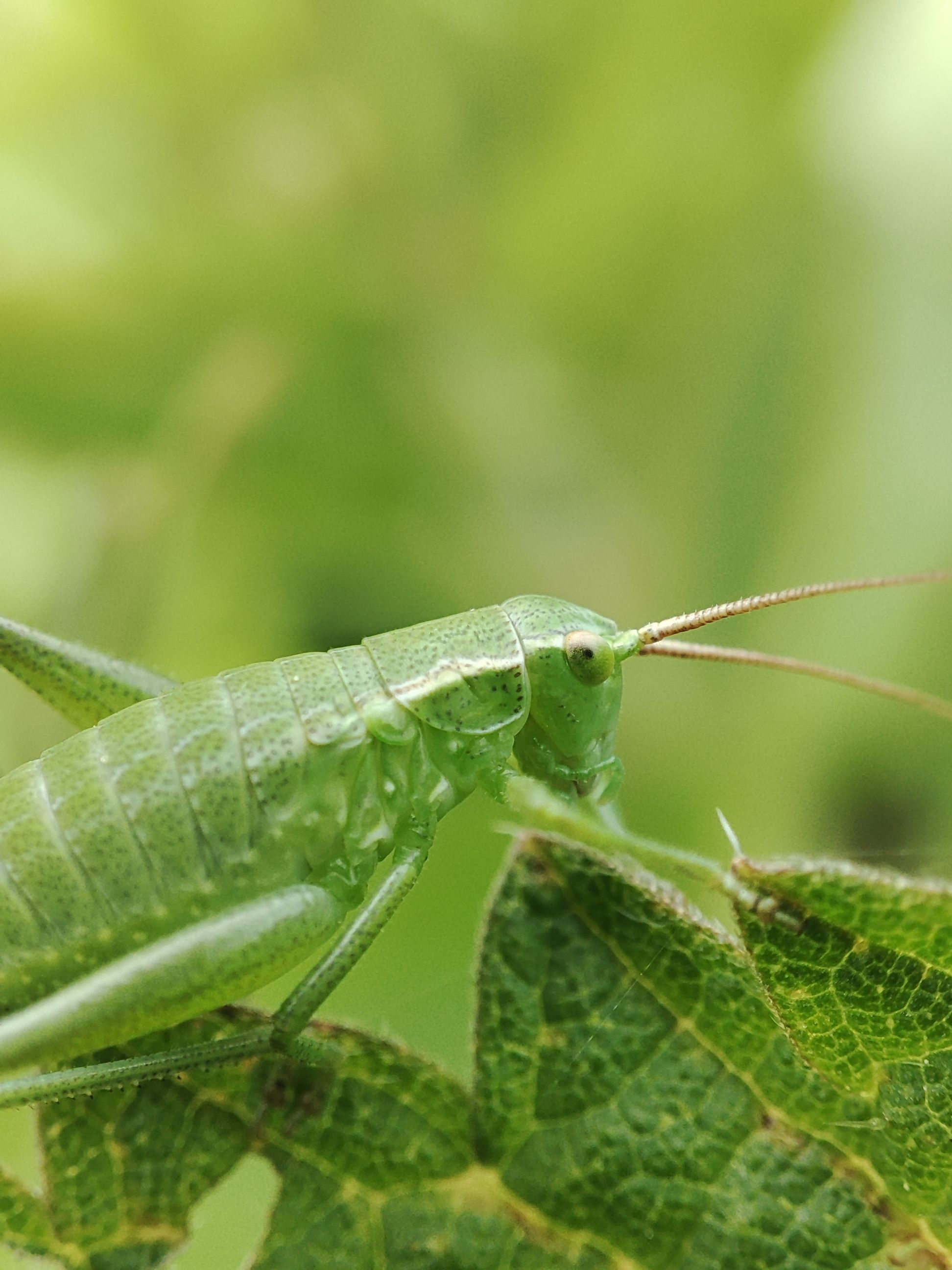 Green Bush Cricket Eating a Leaf · Free Stock Photo