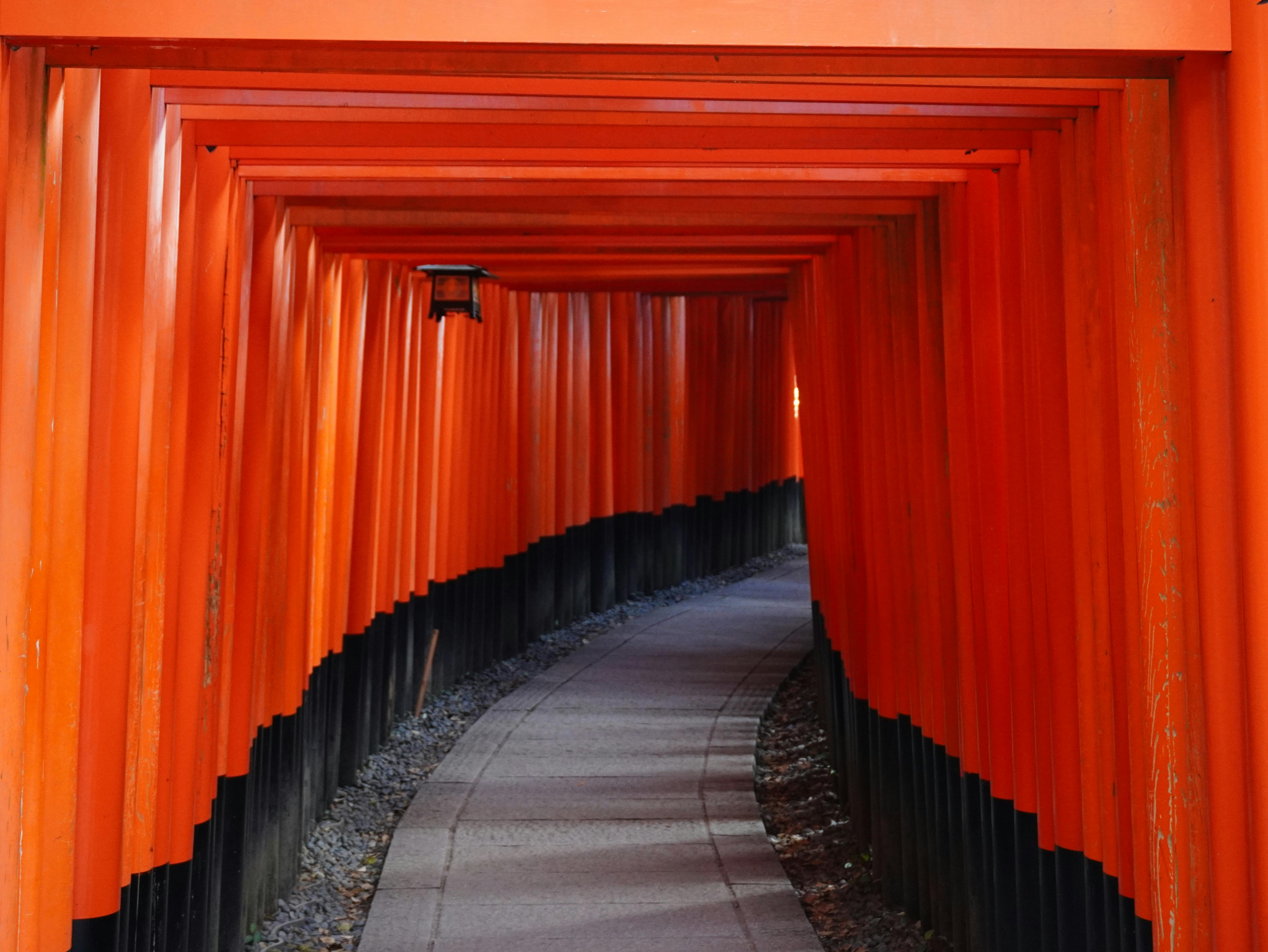 A tunnel with orange tori gates leading to a path · Free Stock Photo