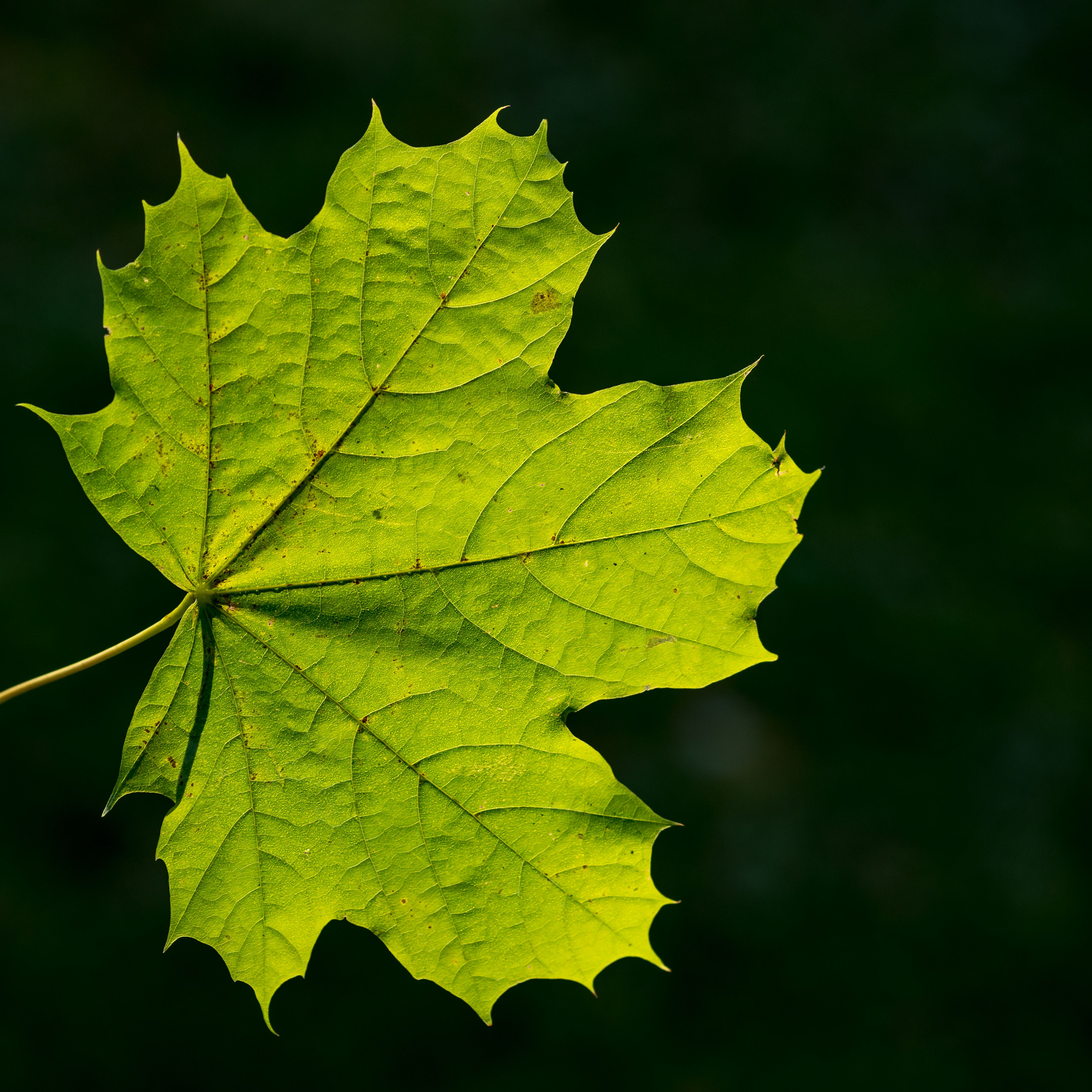 Photo of a green leaf · Free Stock Photo